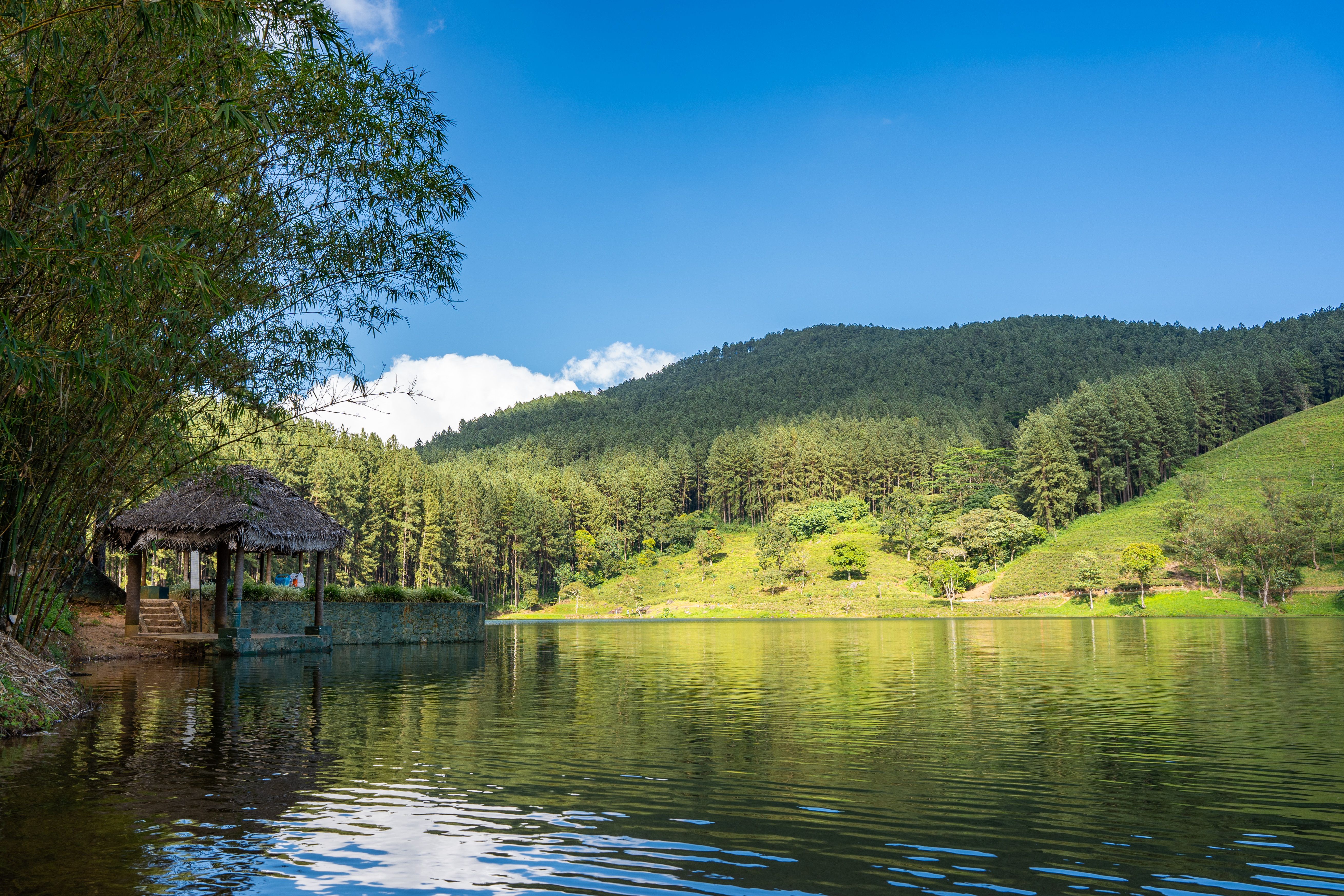 Serene Lakeside in a Verdant Forest Landscape · Free Stock Photo