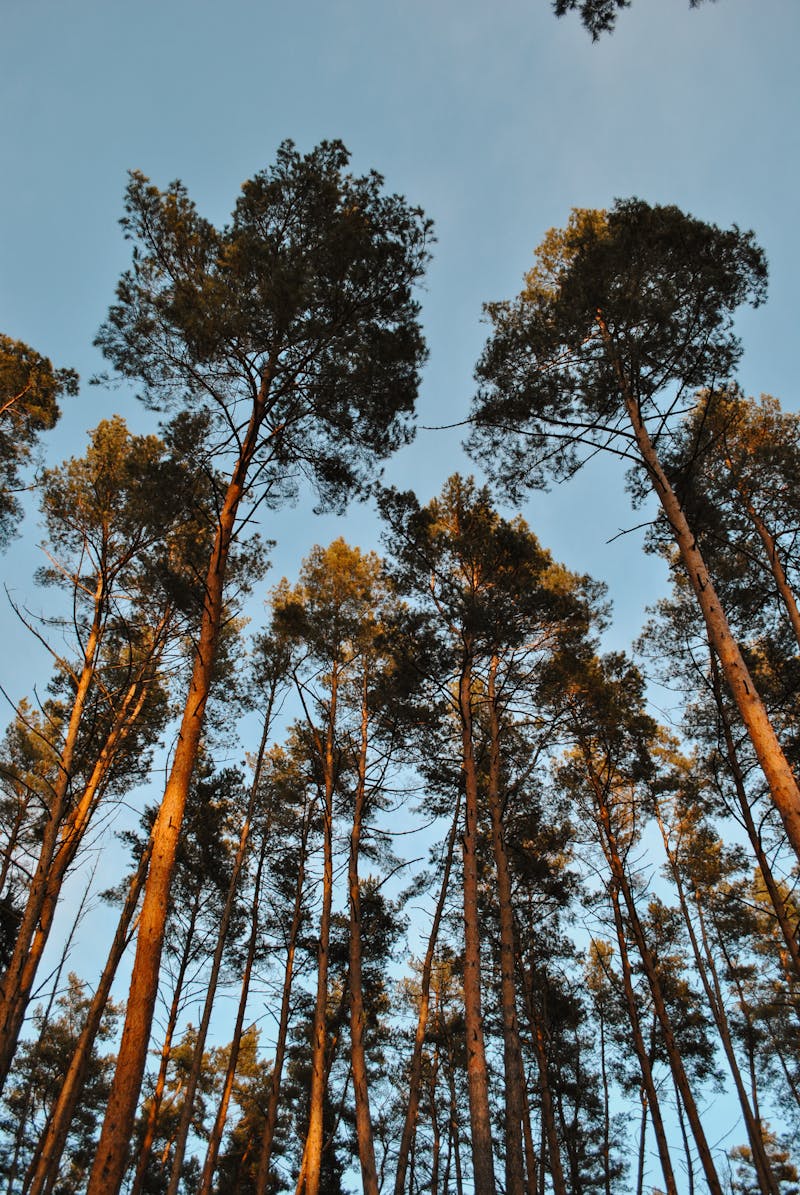 Tree Line Photos, Download The BEST Free Tree Line Stock Photos & HD Images