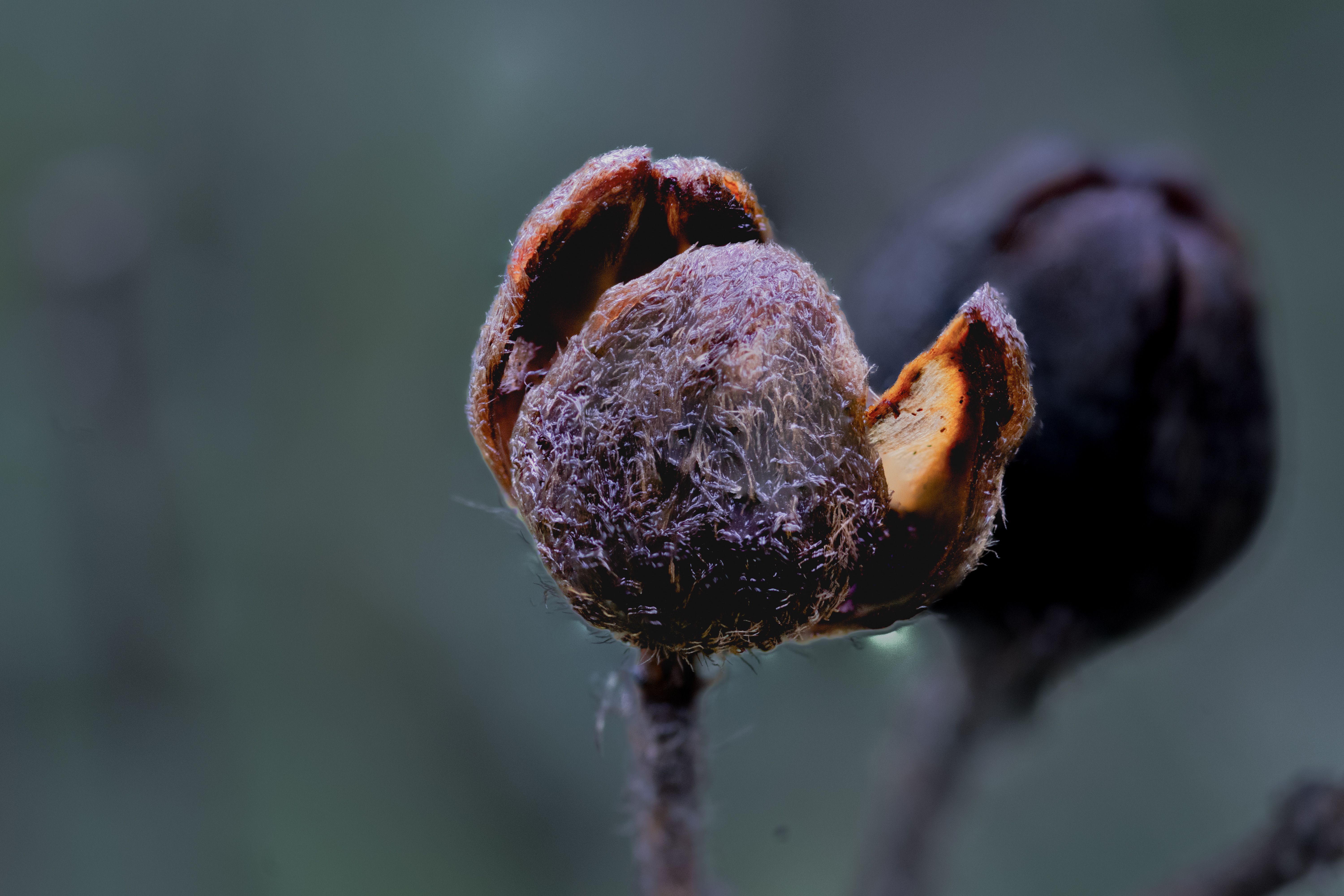 Close-up of a Wilted Flower Seed Pod · Free Stock Photo