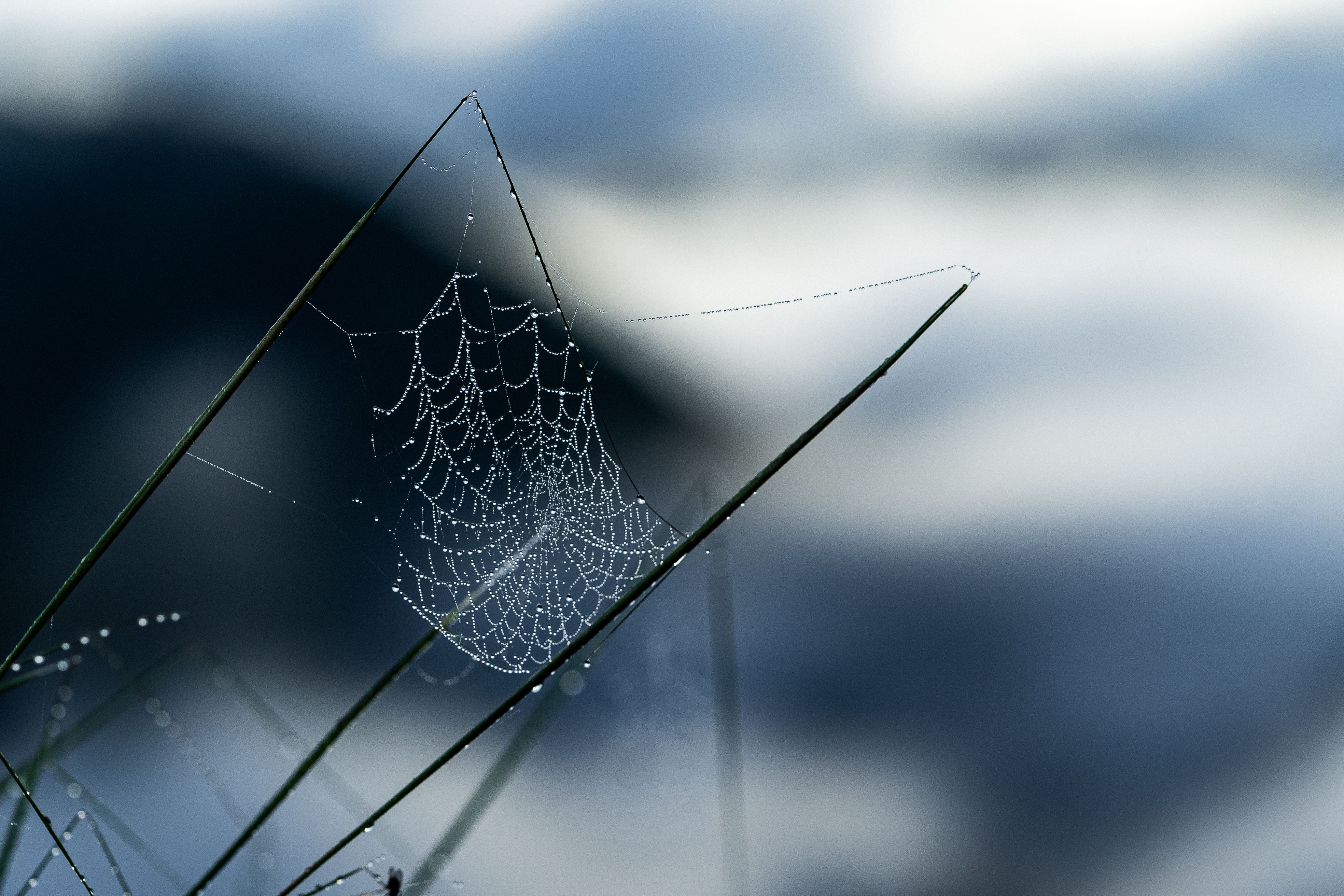 Dew-Covered Spider Web in Morning Light · Free Stock Photo