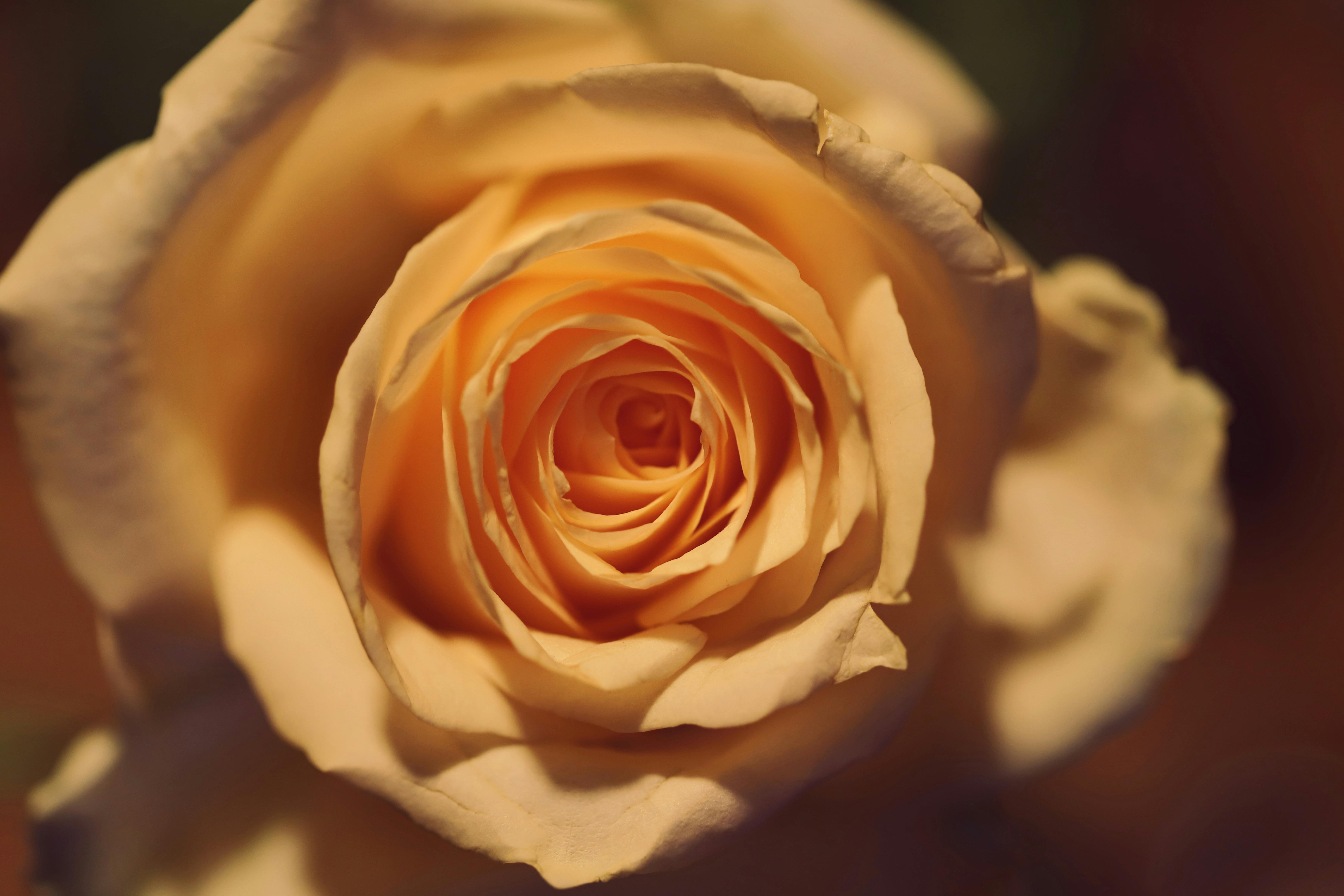 Close-Up of a Beautiful Yellow Rose · Free Stock Photo