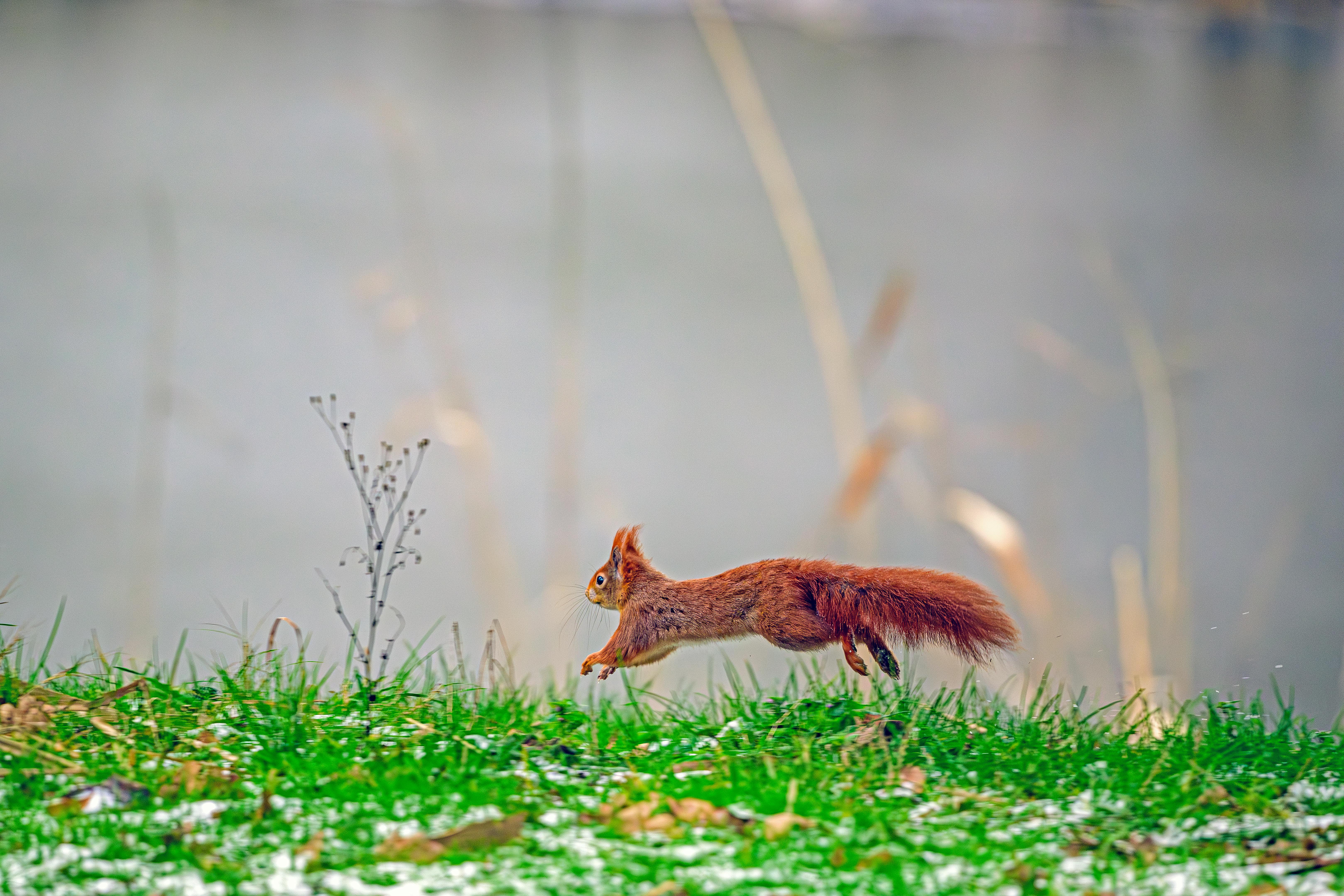 Rodent Jumping Photos, Download The BEST Free Rodent Jumping Stock ...