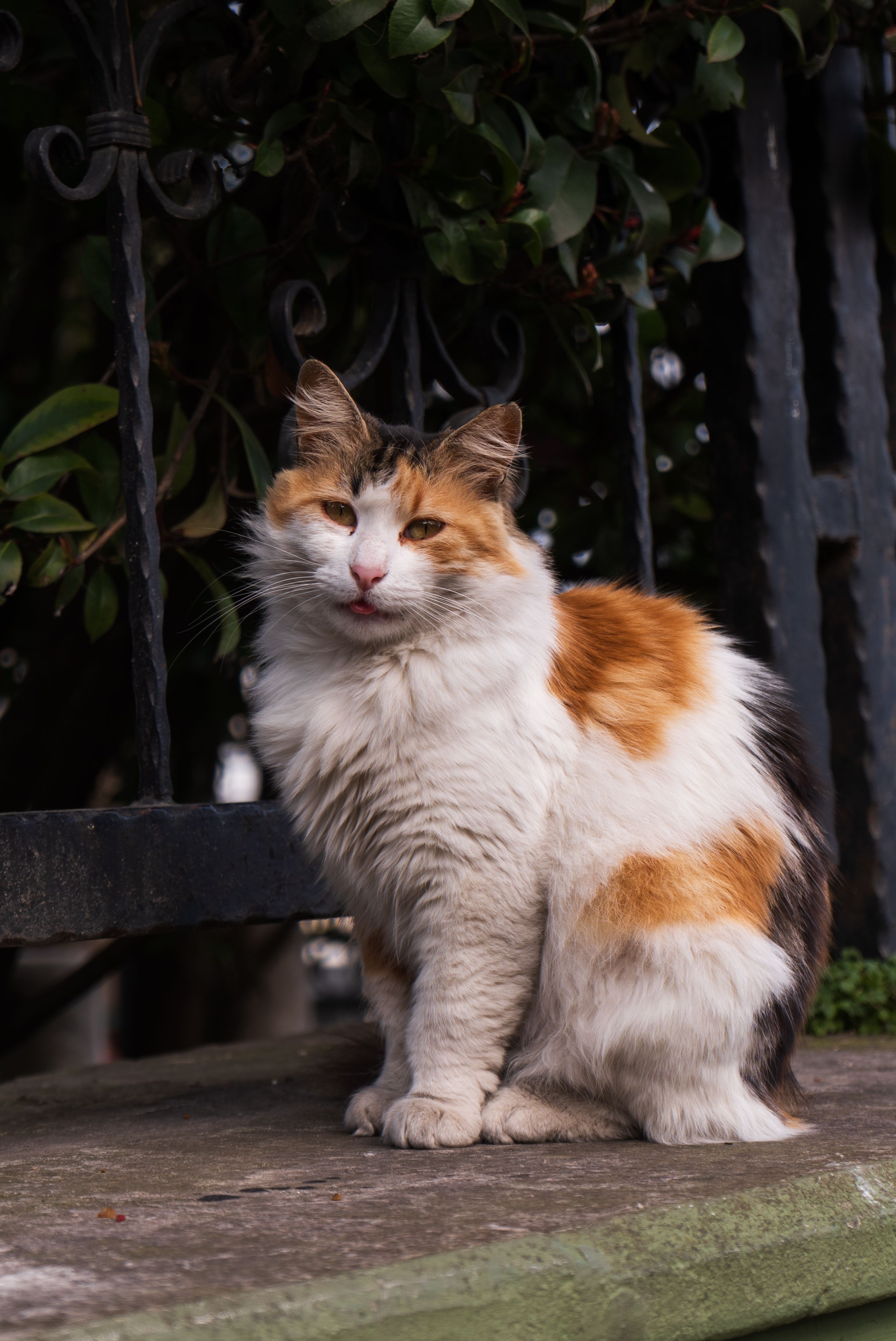Charming Street Cat in Istanbul's Urban Setting · Free Stock Photo