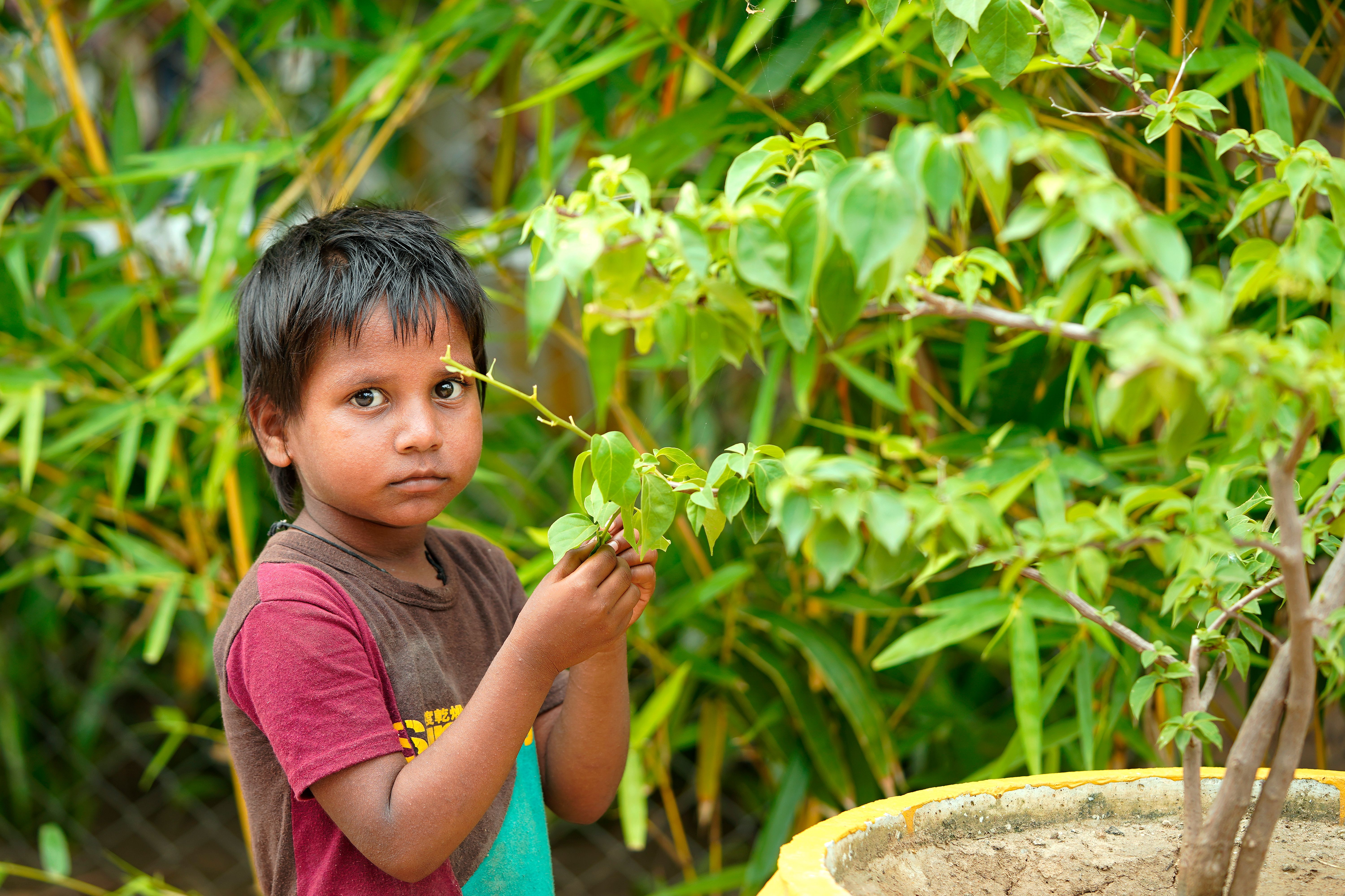 Innocent Child in Lush Greenery Outdoors · Free Stock Photo