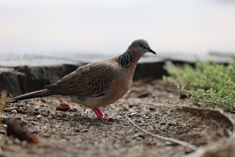 Dove Photos, Download The BEST Free Dove Stock Photos & HD Images