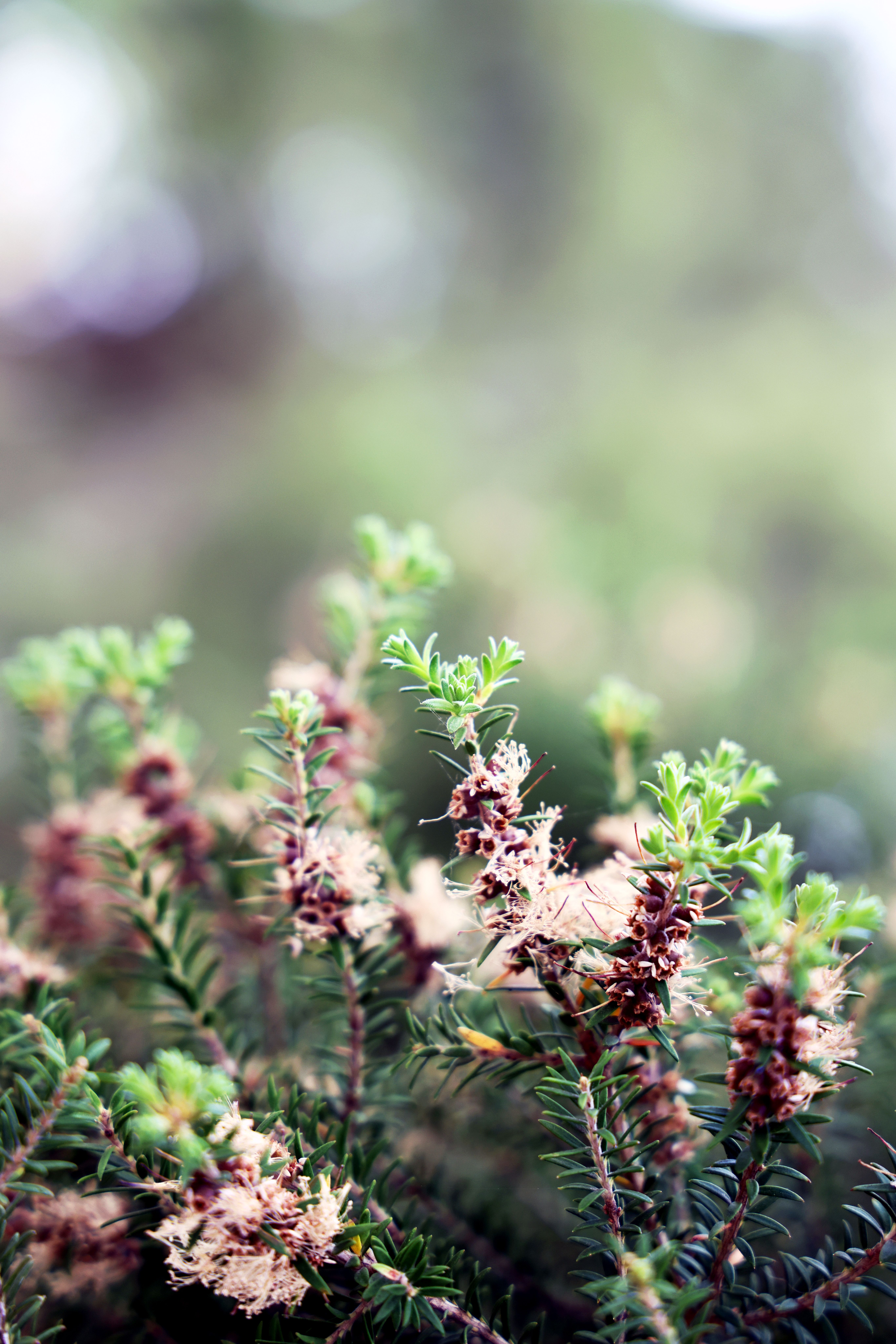 Close-Up of Blooming Heather in Natural Setting · Free Stock Photo
