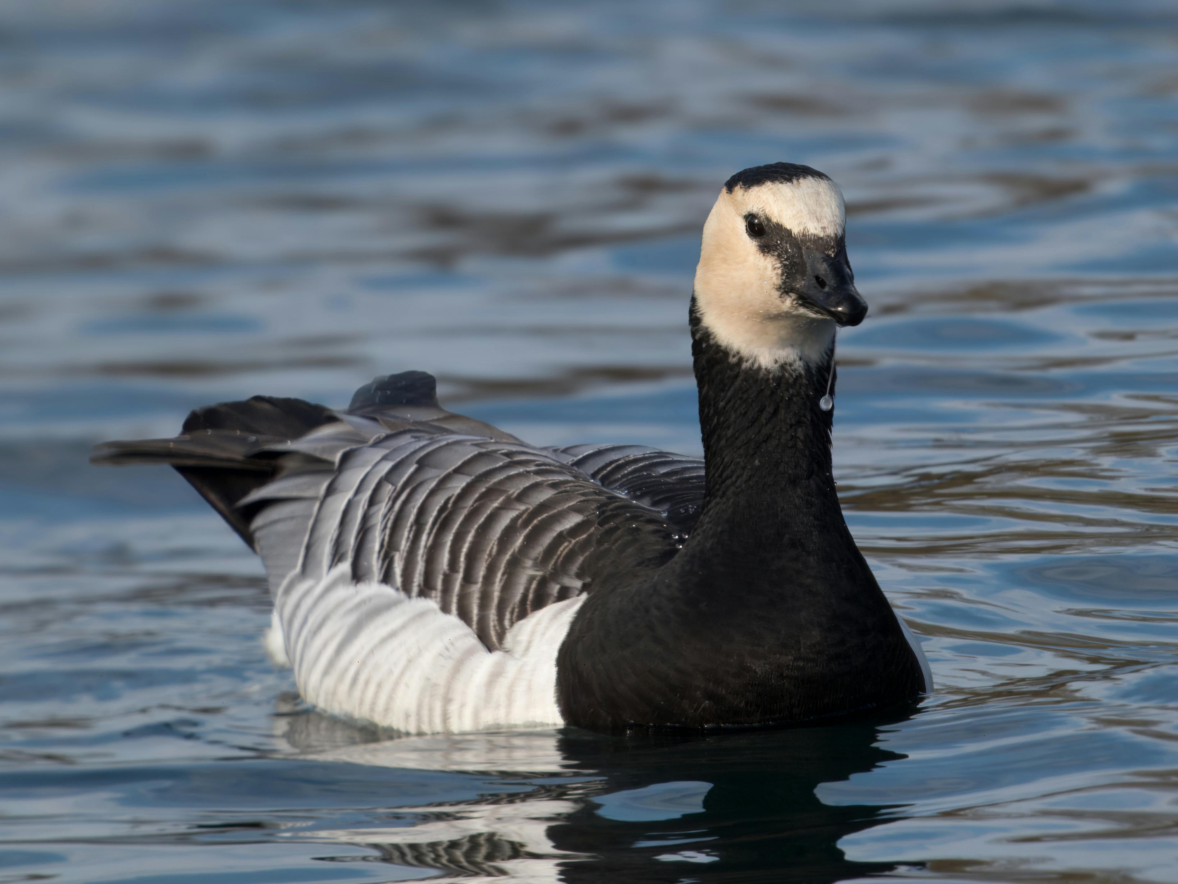 Barnacle Goose swimming in tranquil waters · Free Stock Photo