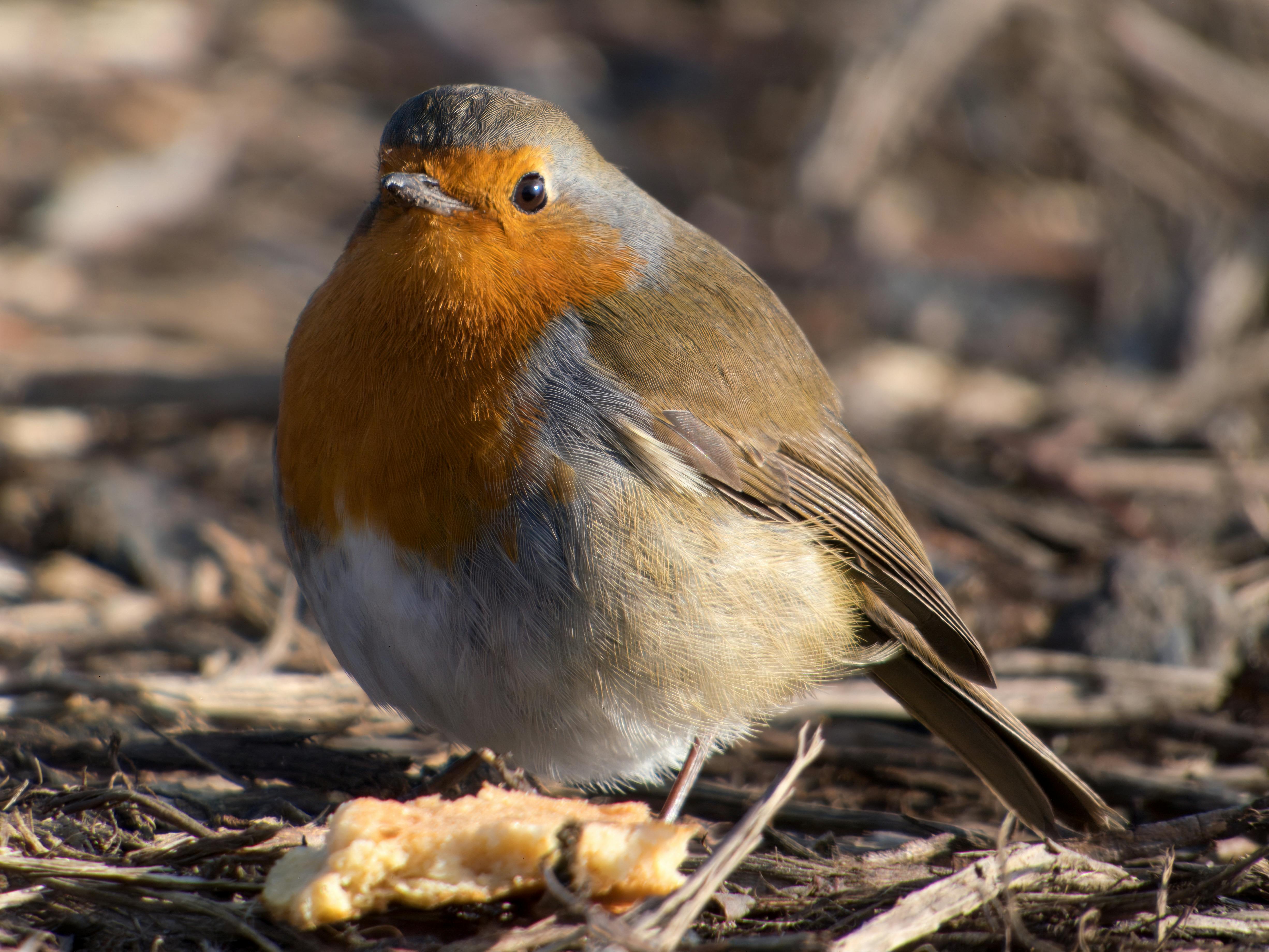 Close-up of European Robin on Woodland Ground · Free Stock Photo