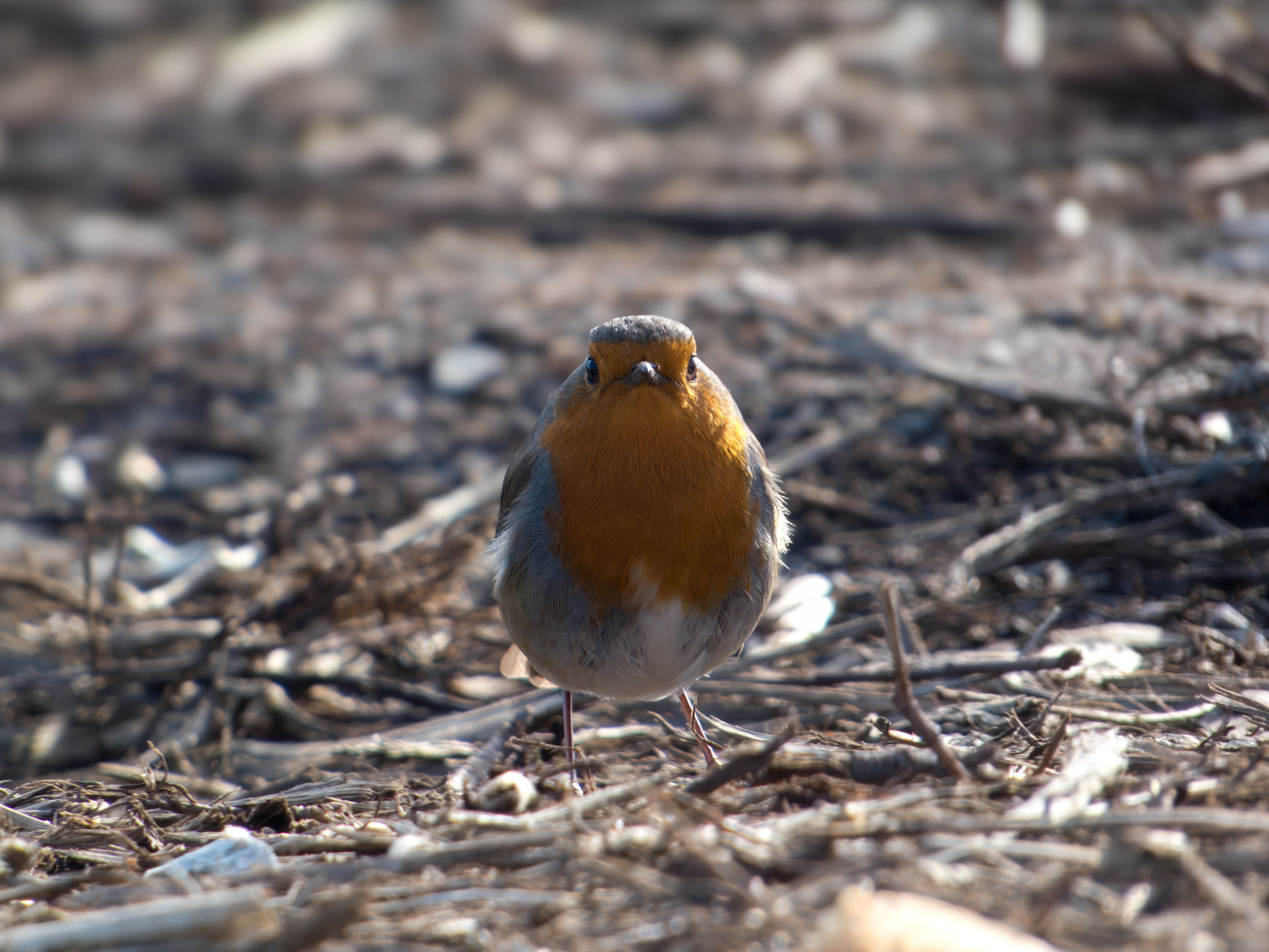 Close-up of European Robin on Forest Floor · Free Stock Photo