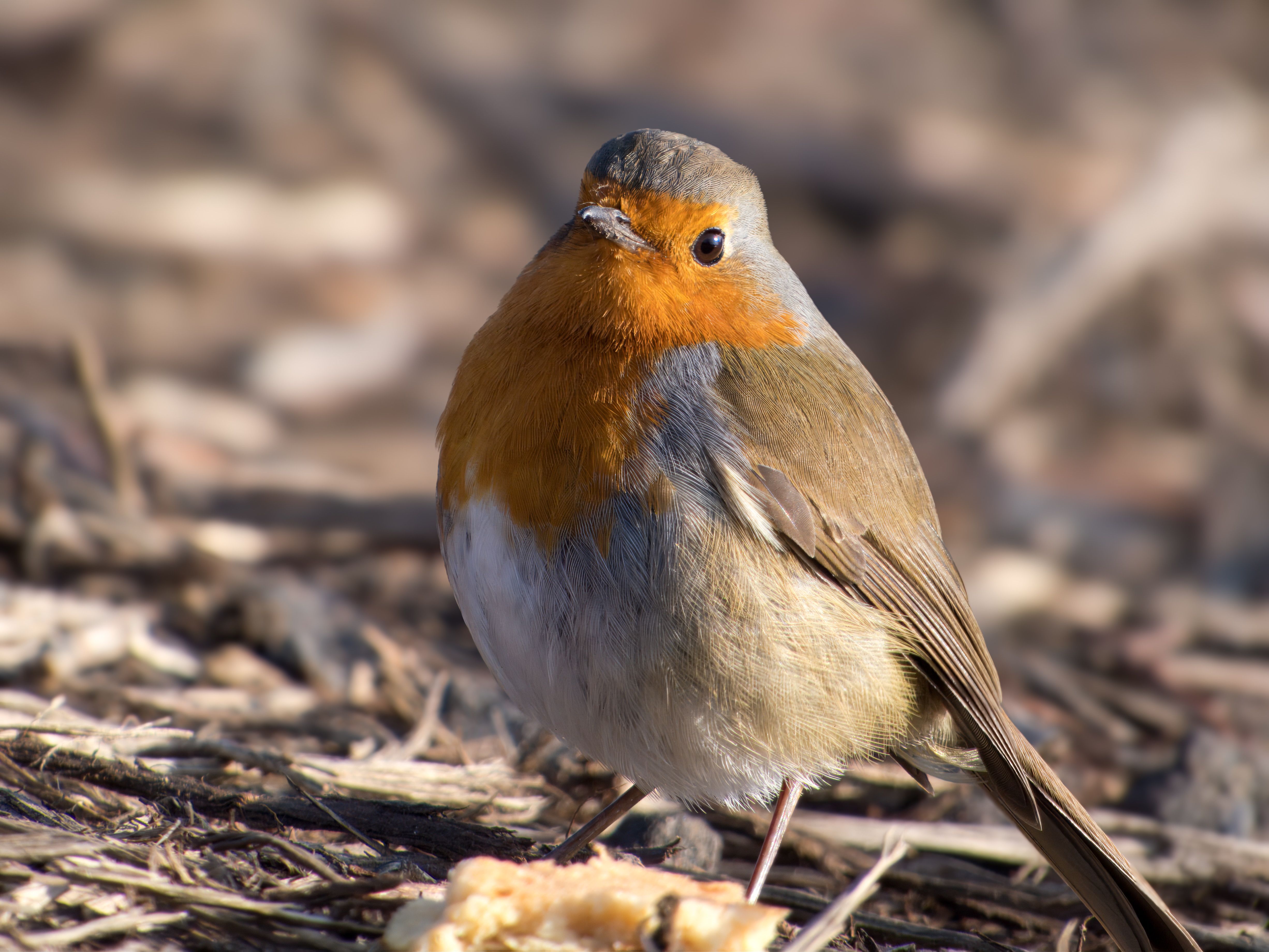 Close-Up of a European Robin on the Forest Floor · Free Stock Photo