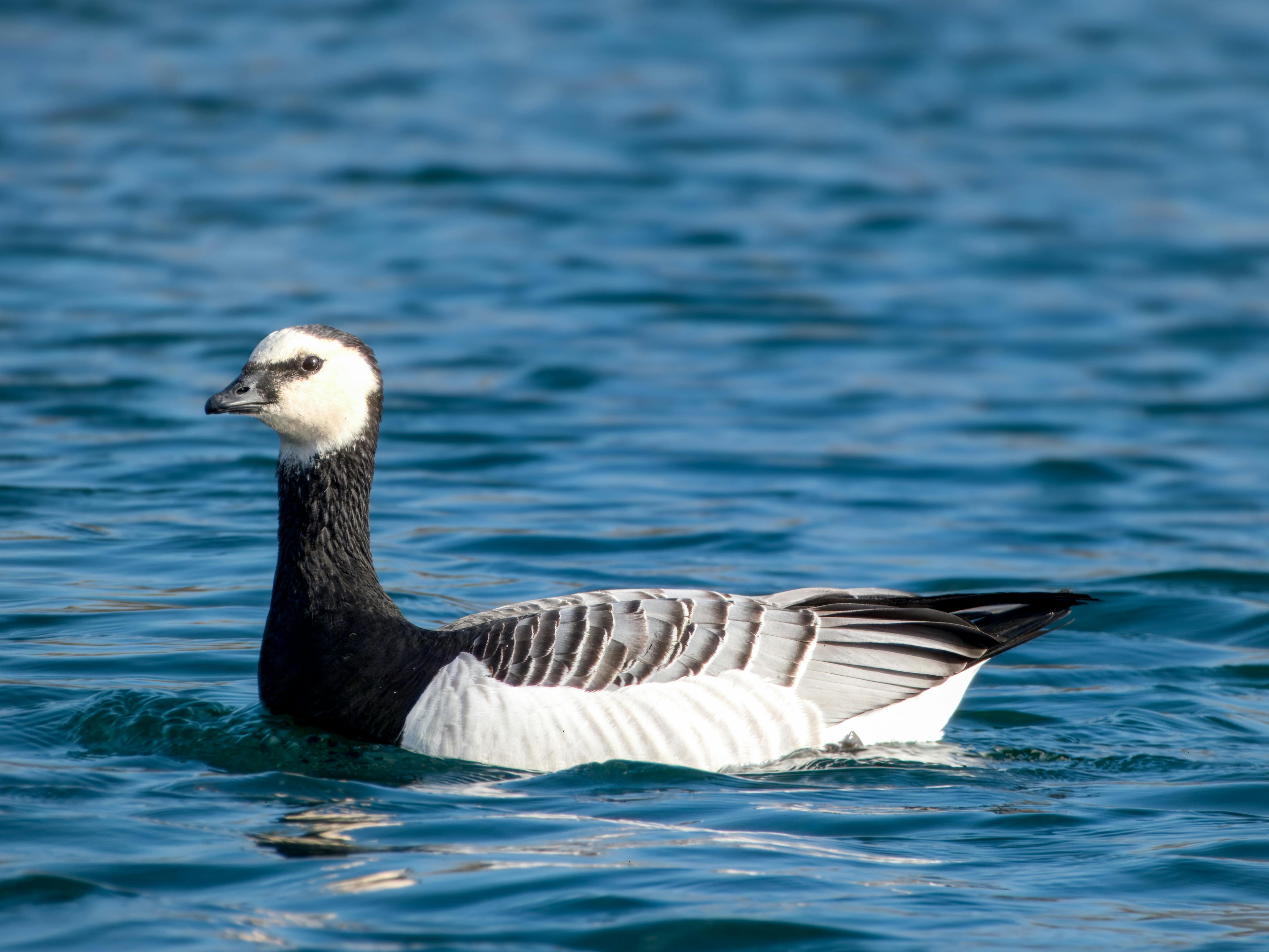 Barnacle Goose Swimming on Blue Water Surface · Free Stock Photo