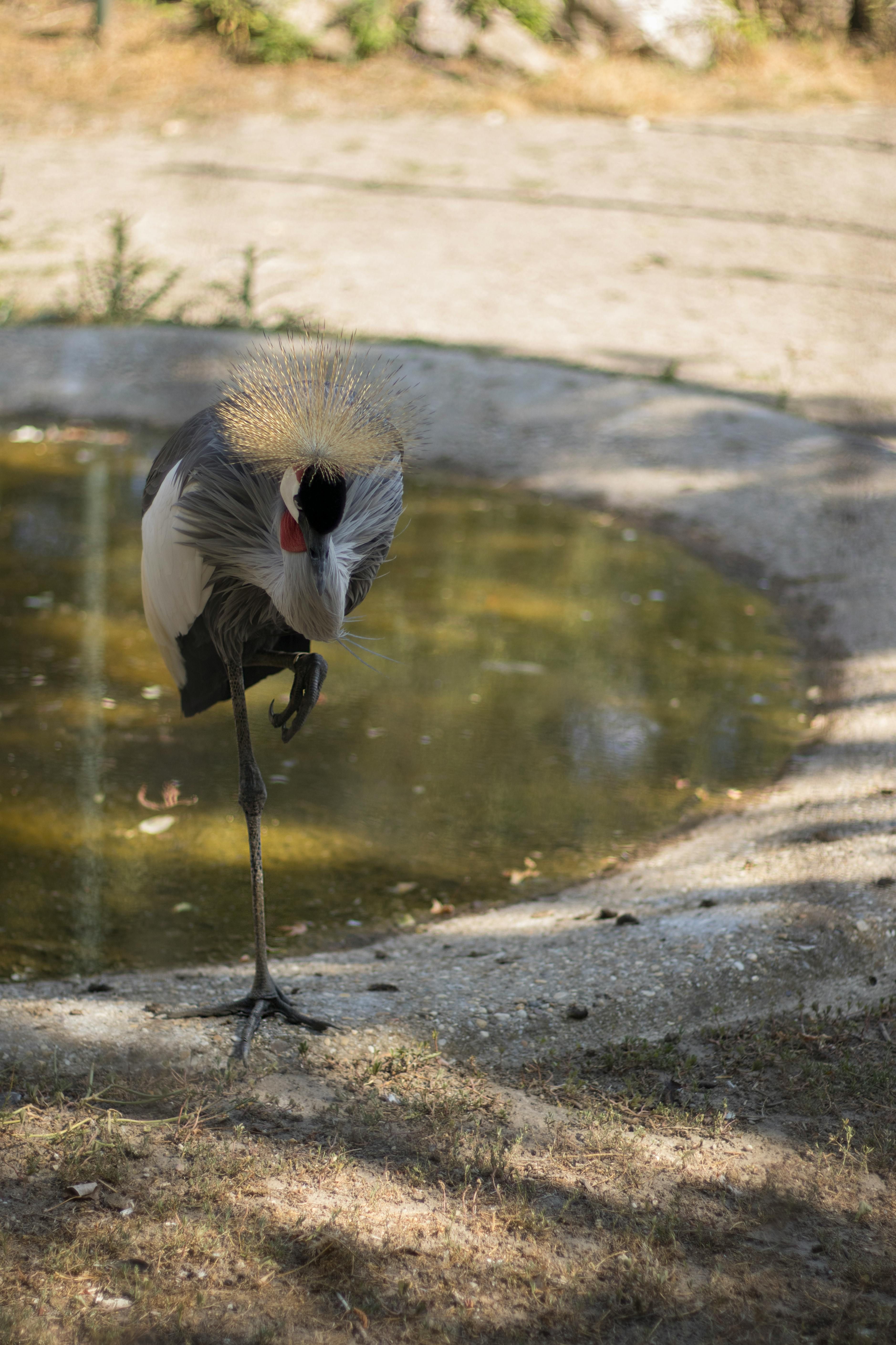 Bird Balance Photos, Download The BEST Free Bird Balance Stock Photos ...