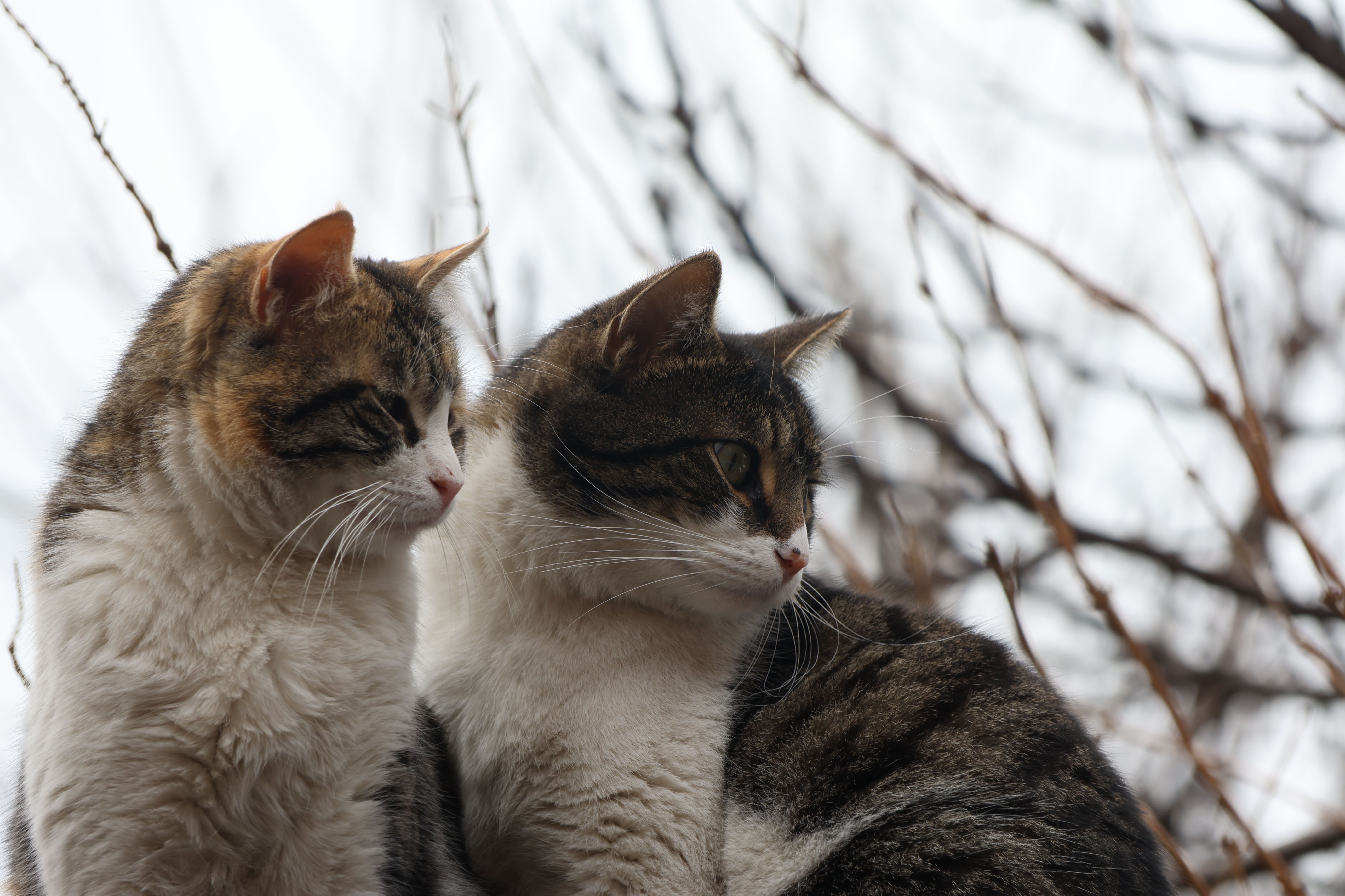Two Cats Sitting Outdoors in İstanbul · Free Stock Photo