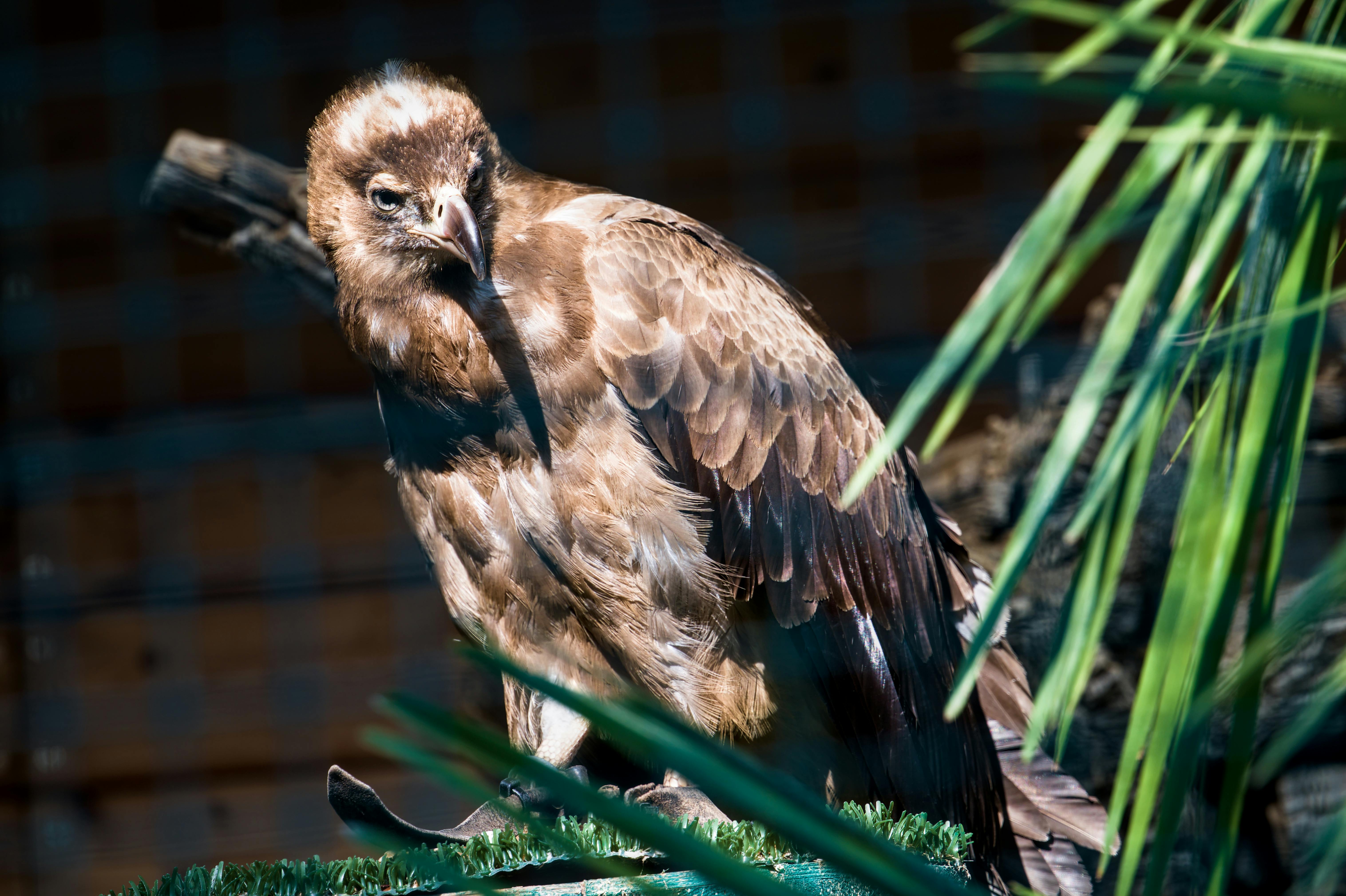 Majestic Raptor in Enclosure at Swiss Zoo · Free Stock Photo