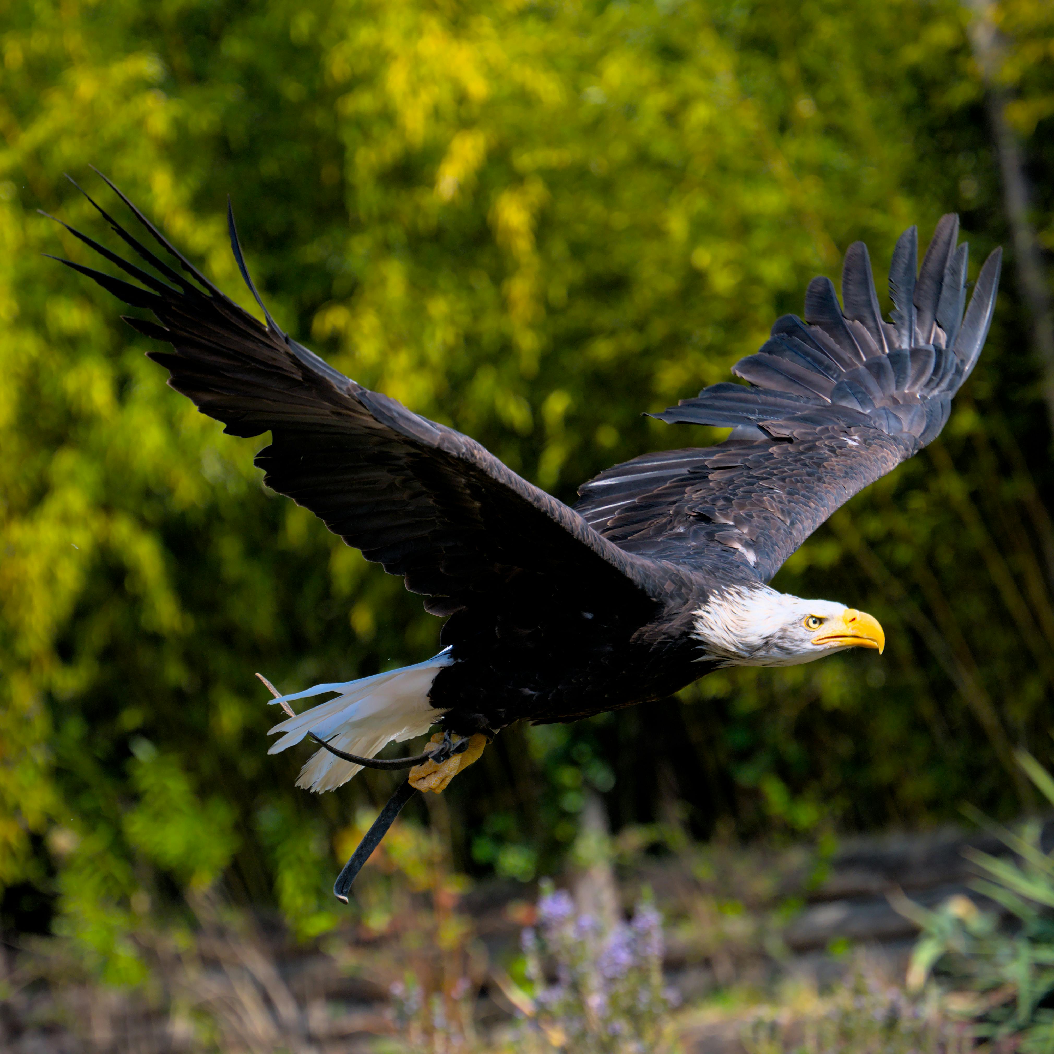 Close-up of a Bald Eagle Flying · Free Stock Photo
