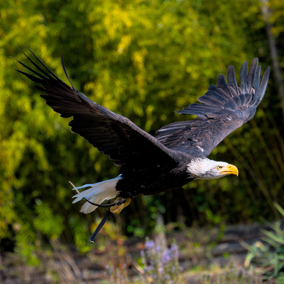 American Eagle Photos, Download The BEST Free American Eagle Stock ...