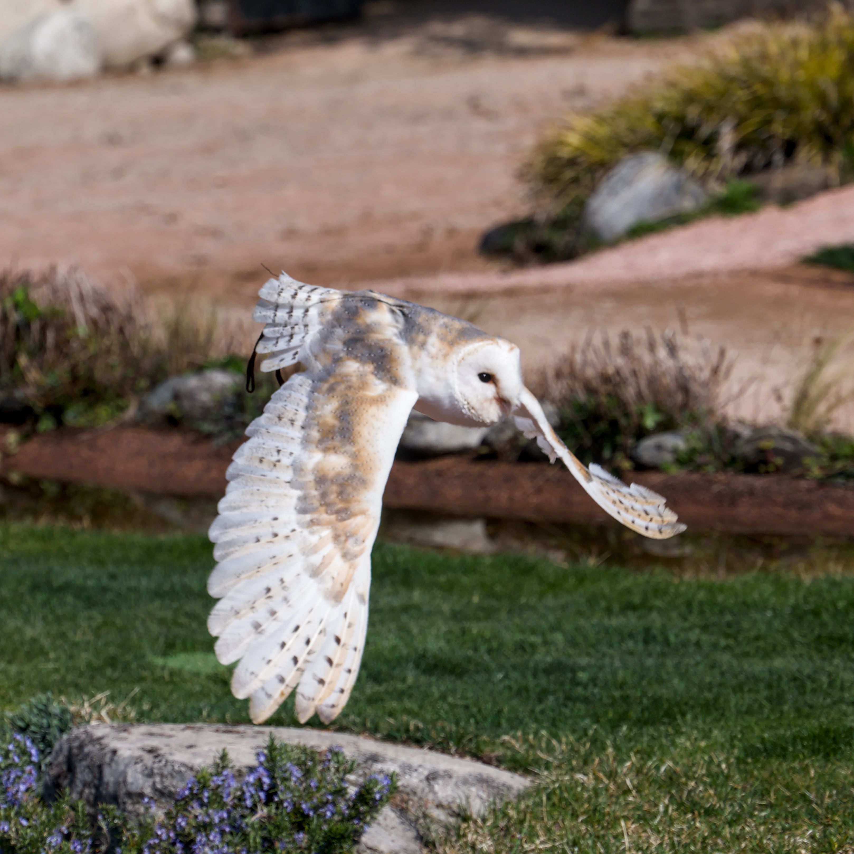 Screech Owl in Flight Over Green Landscape · Free Stock Photo