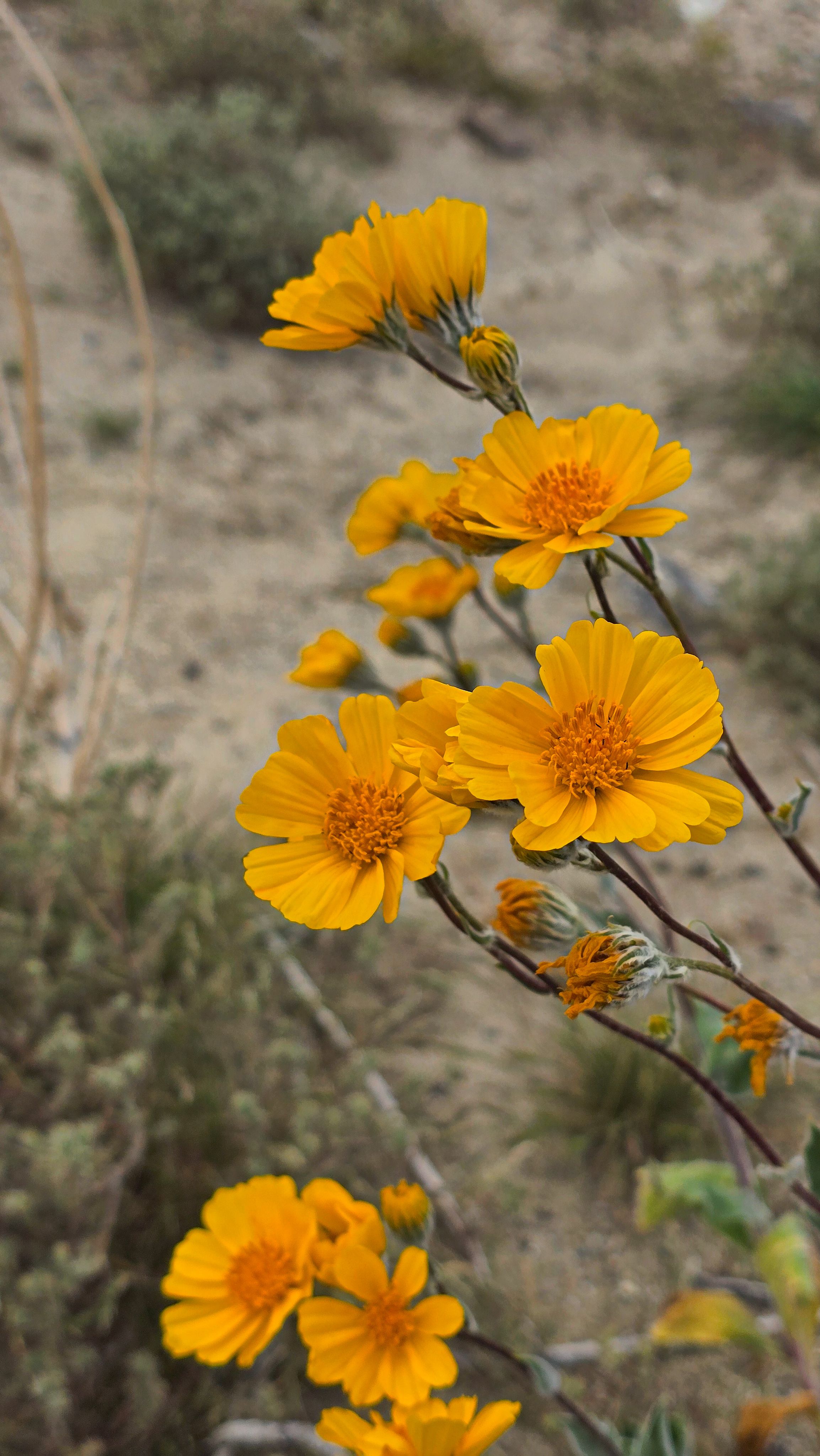 Bright Yellow Wildflowers Blooming in Nature · Free Stock Photo