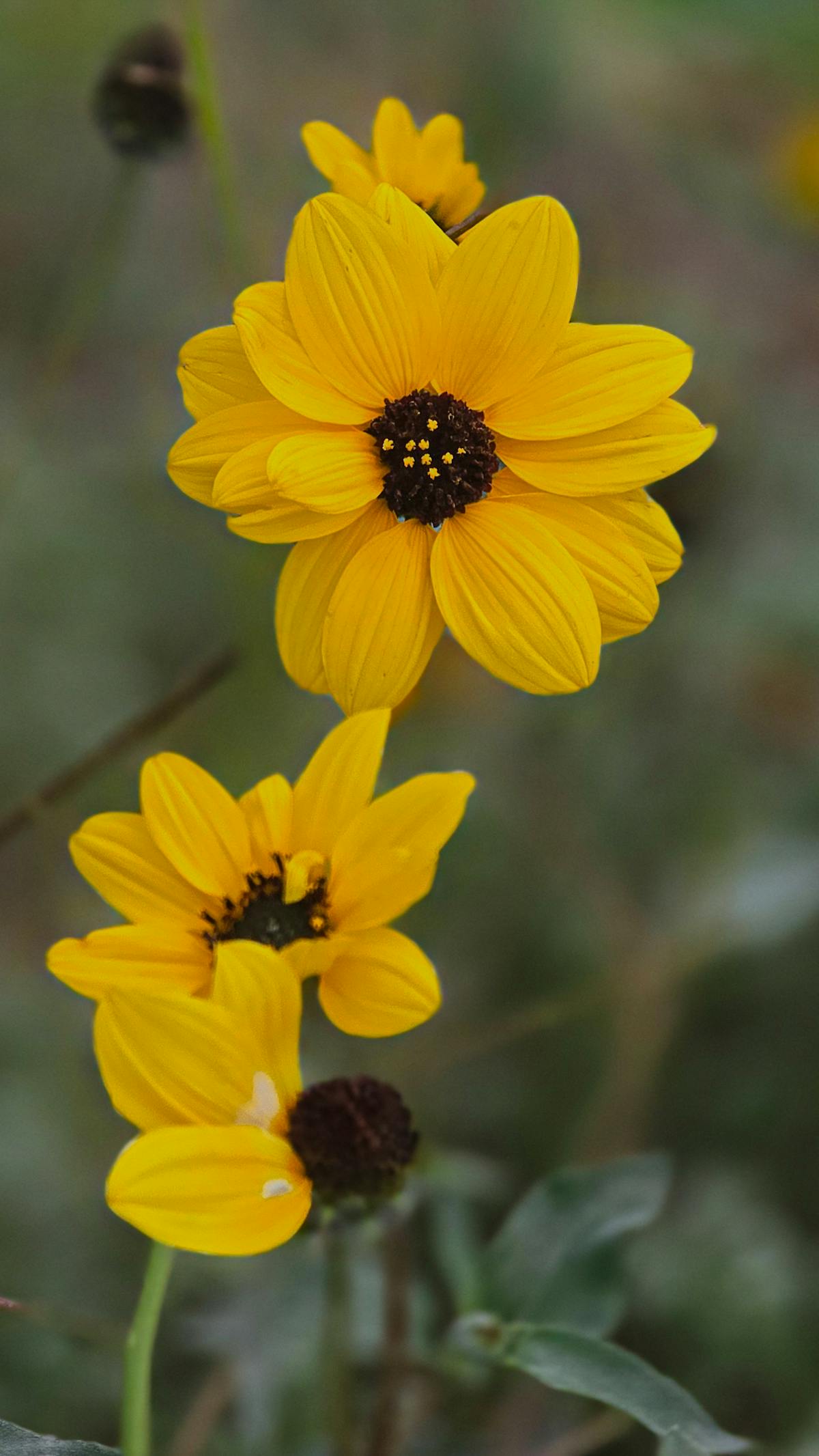 Wildflowers In Nature Photos, Download The BEST Free Wildflowers In ...