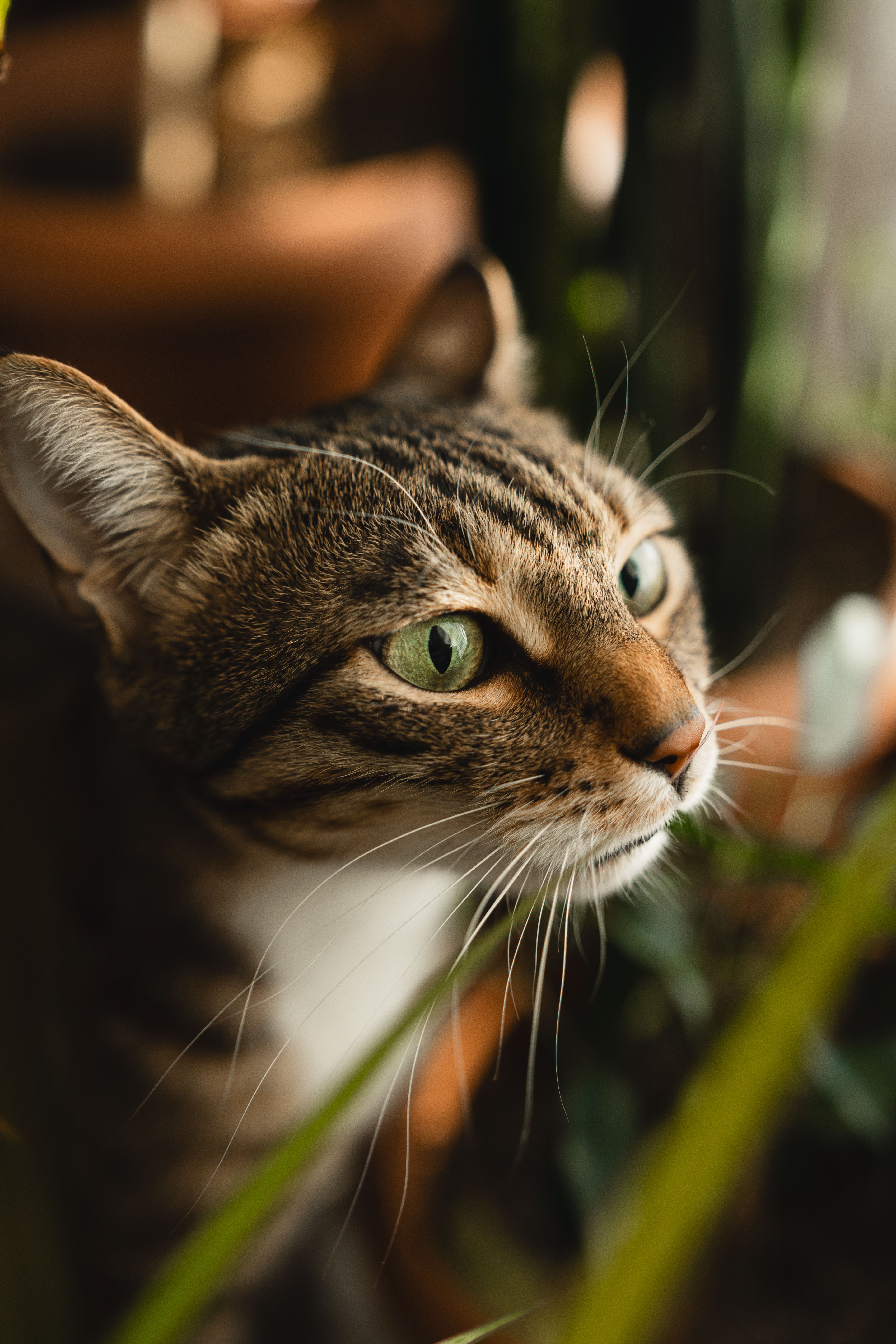 Close-up Portrait of a Tabby Cat with Green Eyes · Free Stock Photo