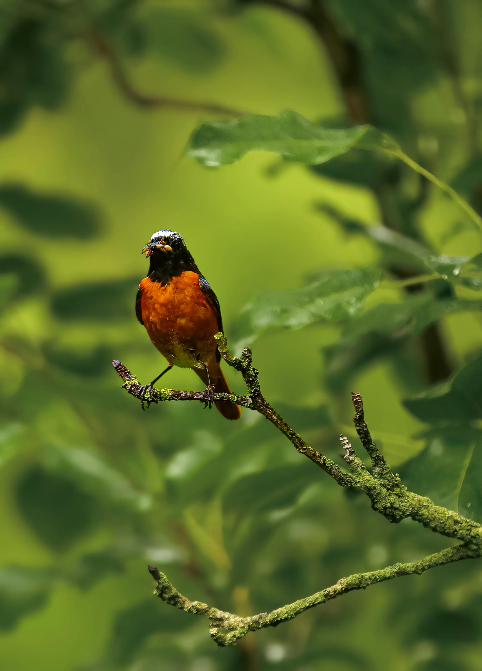 Vertebrate Diversity And Classification For Animals Photos, Download ...