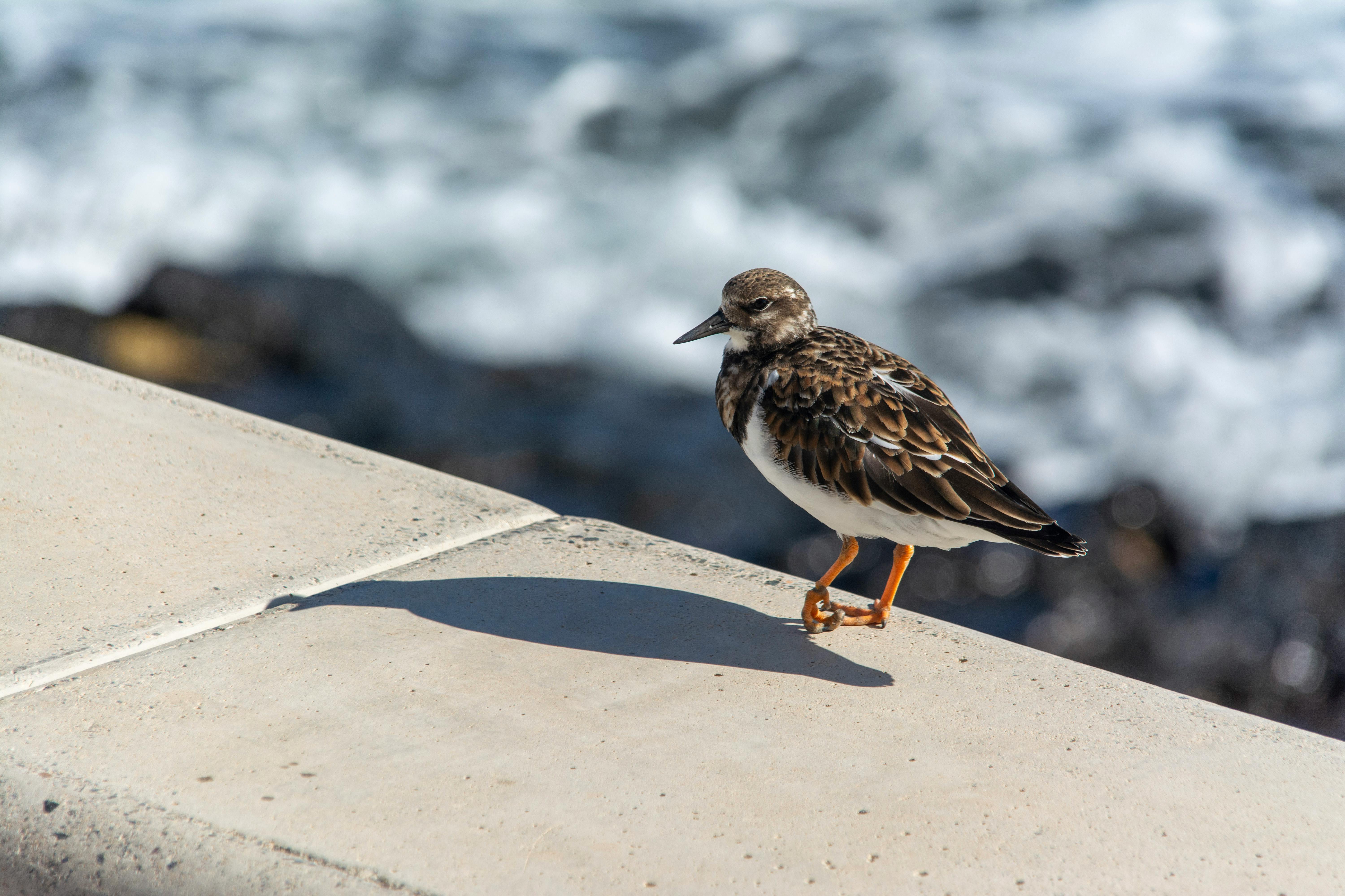 Ruddy Turnstone Bird on Coastal Edge in Sunlight · Free Stock Photo