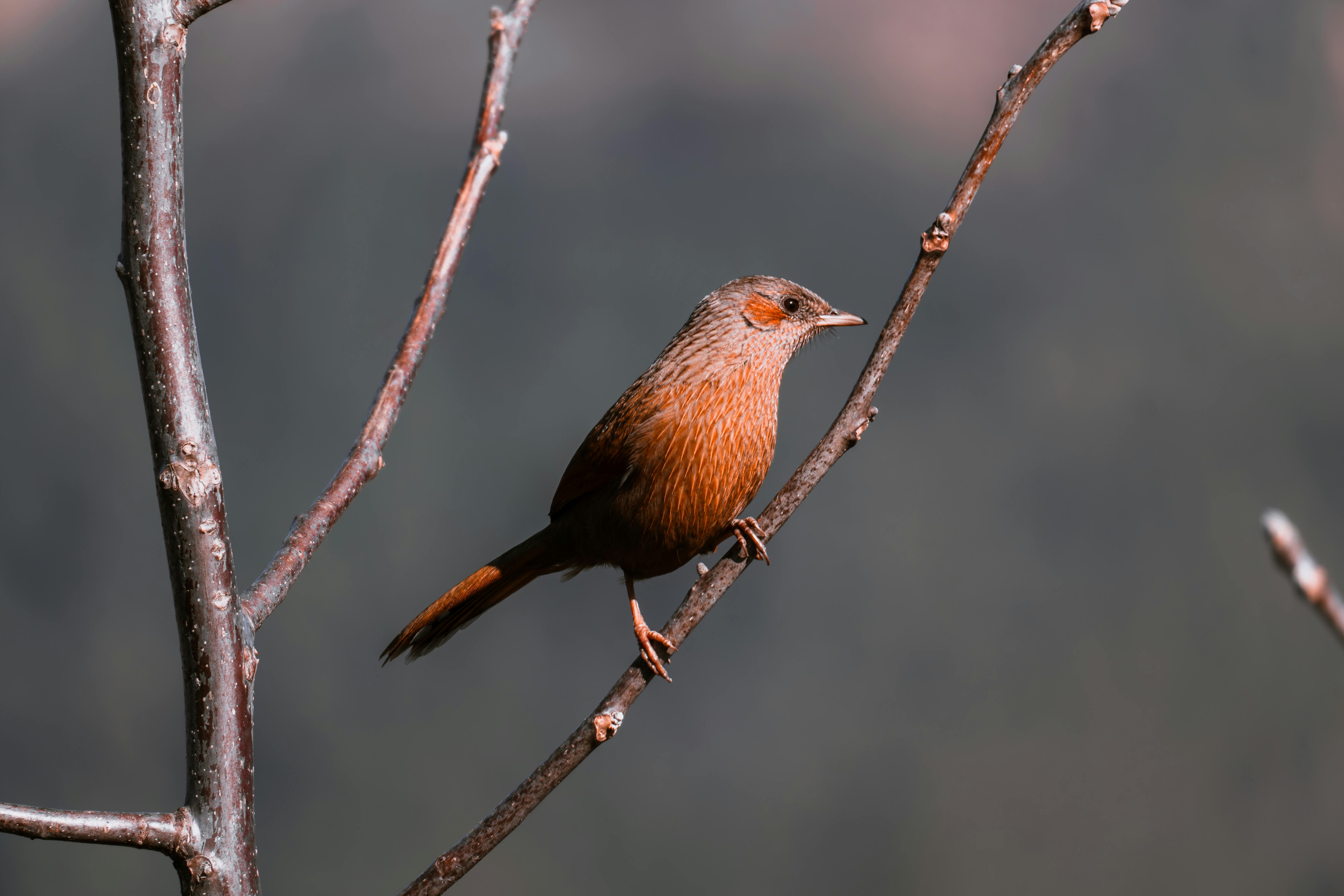 Close-Up of a Rusty-Cheeked Scimitar Babbler on a Branch · Free Stock Photo