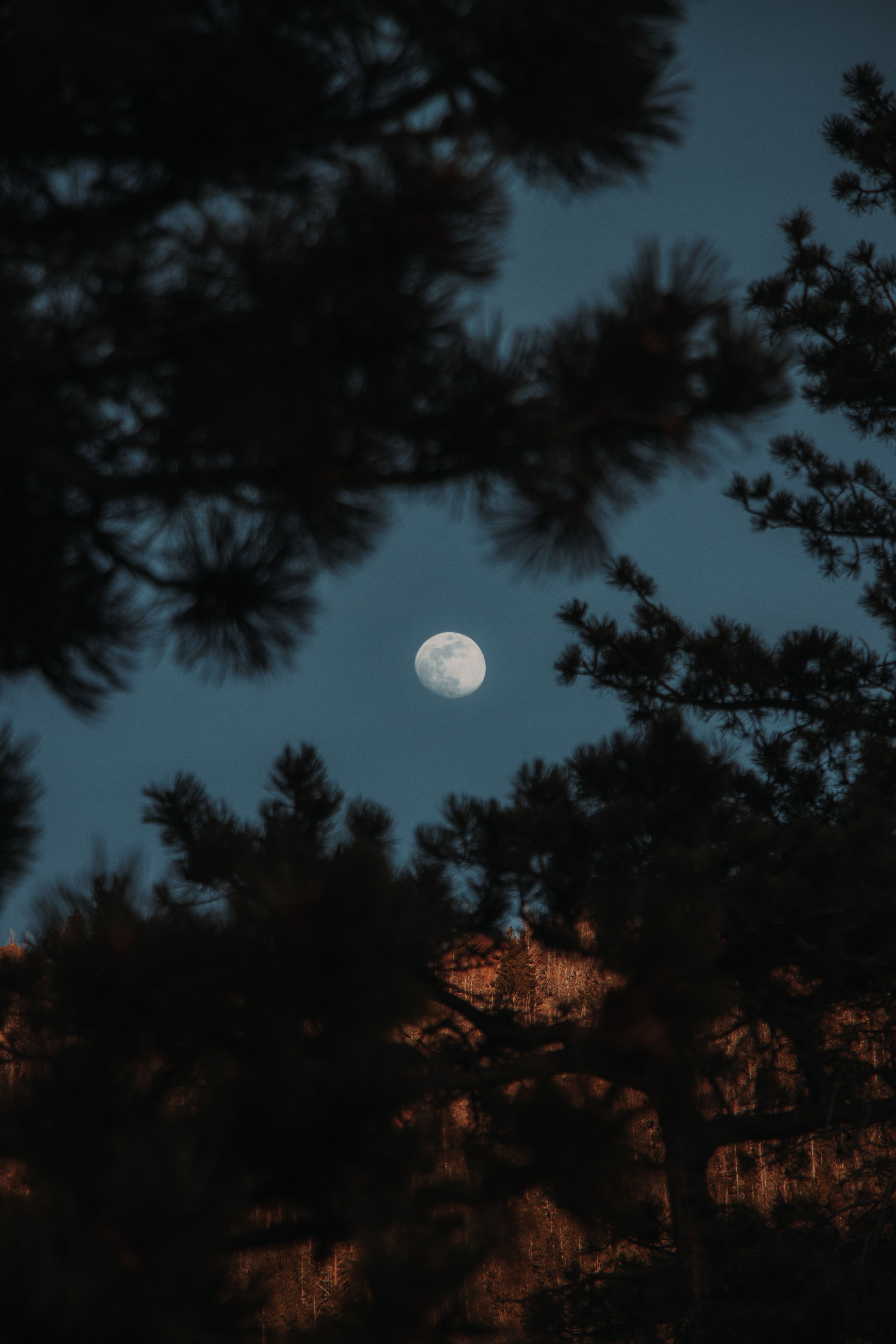 Moonlit Forest View with Pine Trees · Free Stock Photo