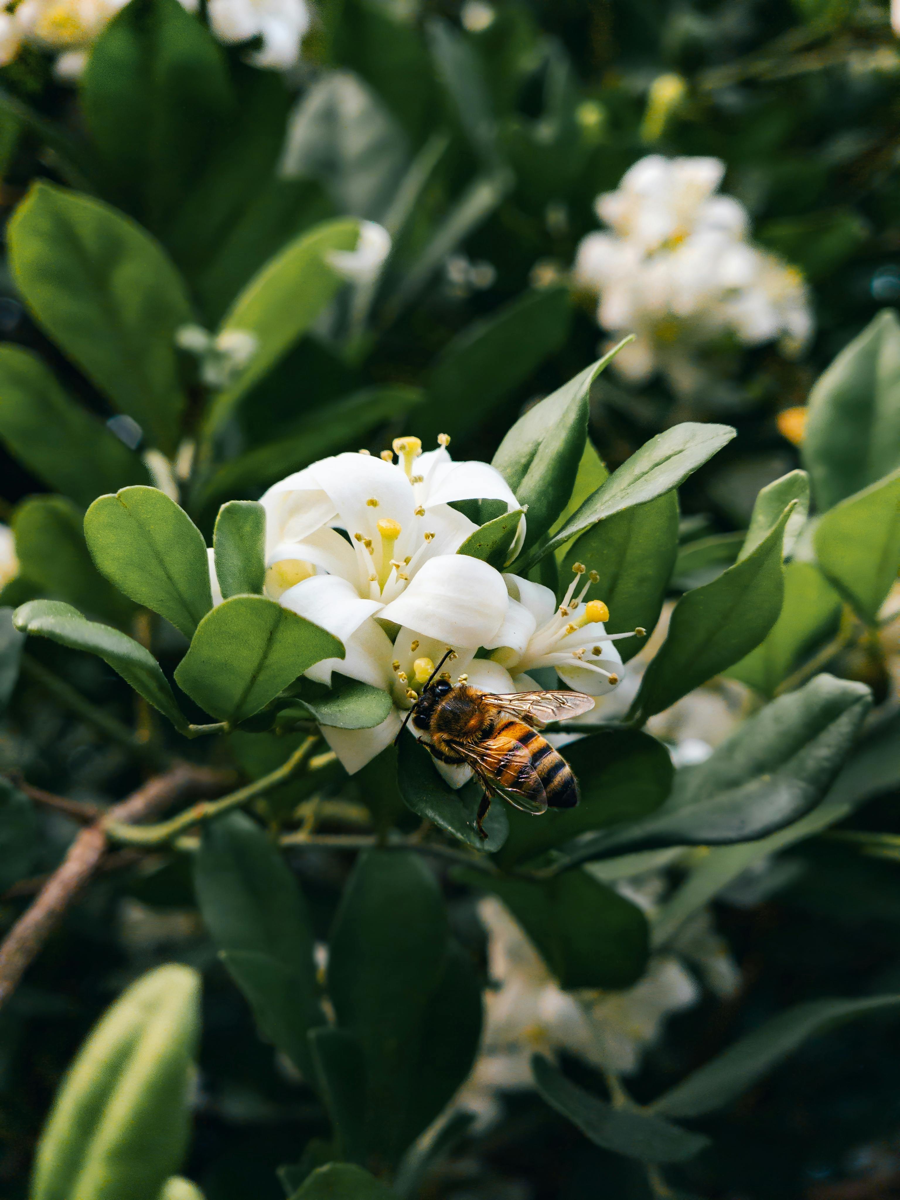 Bee Utiful Photos, Download The BEST Free Bee Utiful Stock Photos & HD Images