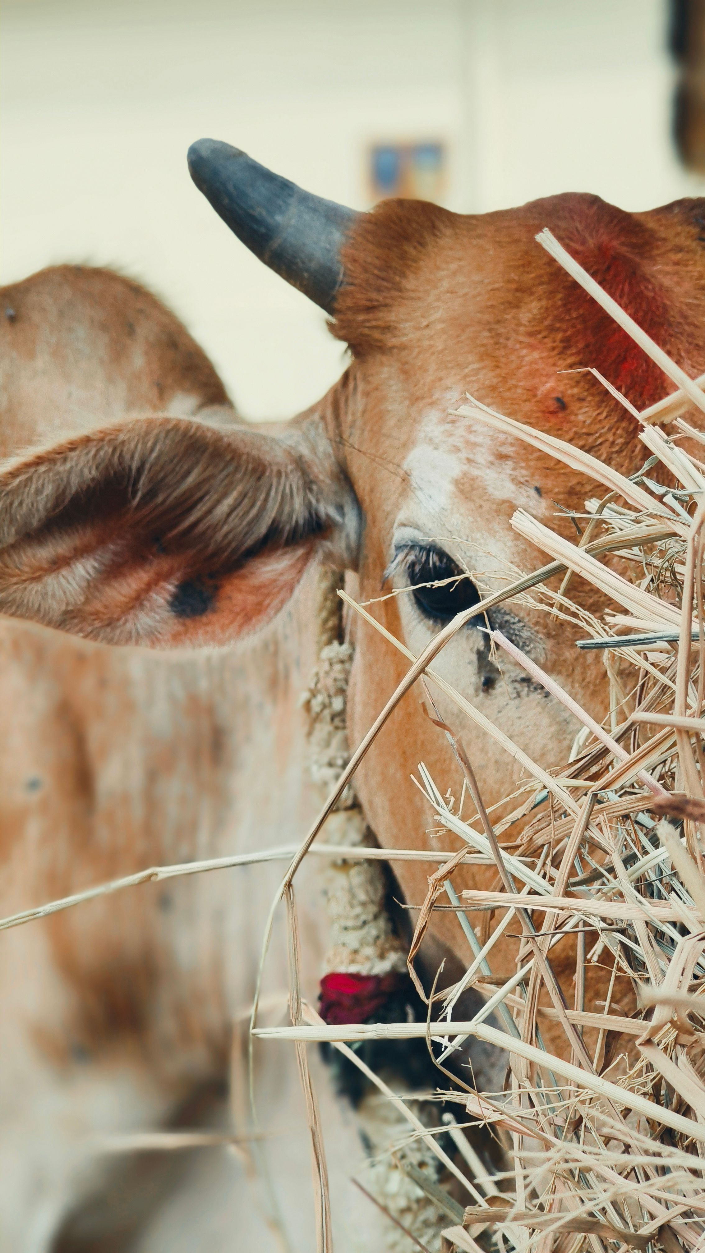 Close-Up of Cow Grazing on Hay Farm Scene · Free Stock Photo