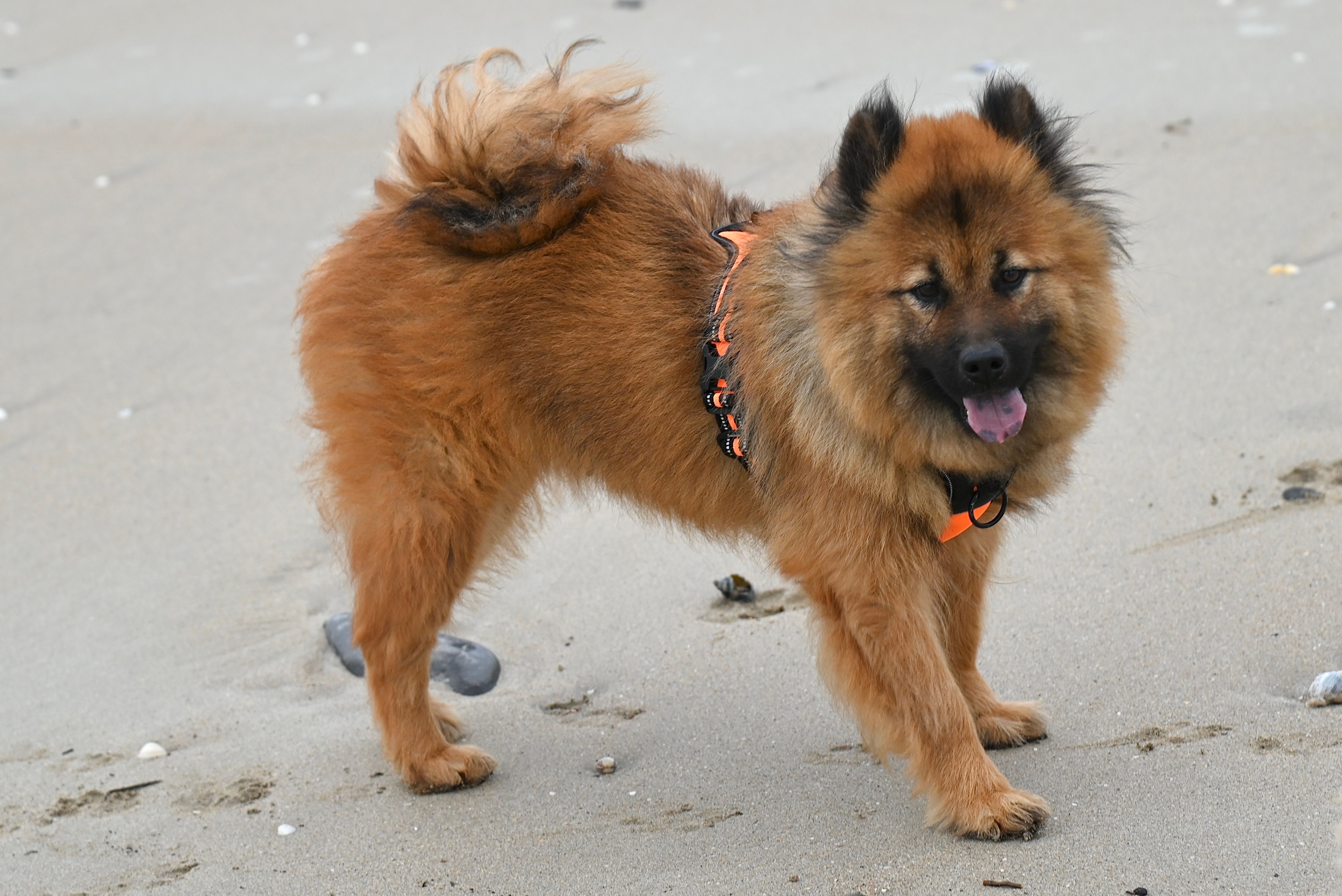 Animal Har Photos, Download The BEST Free Animal Har Stock Photos & HD ...
