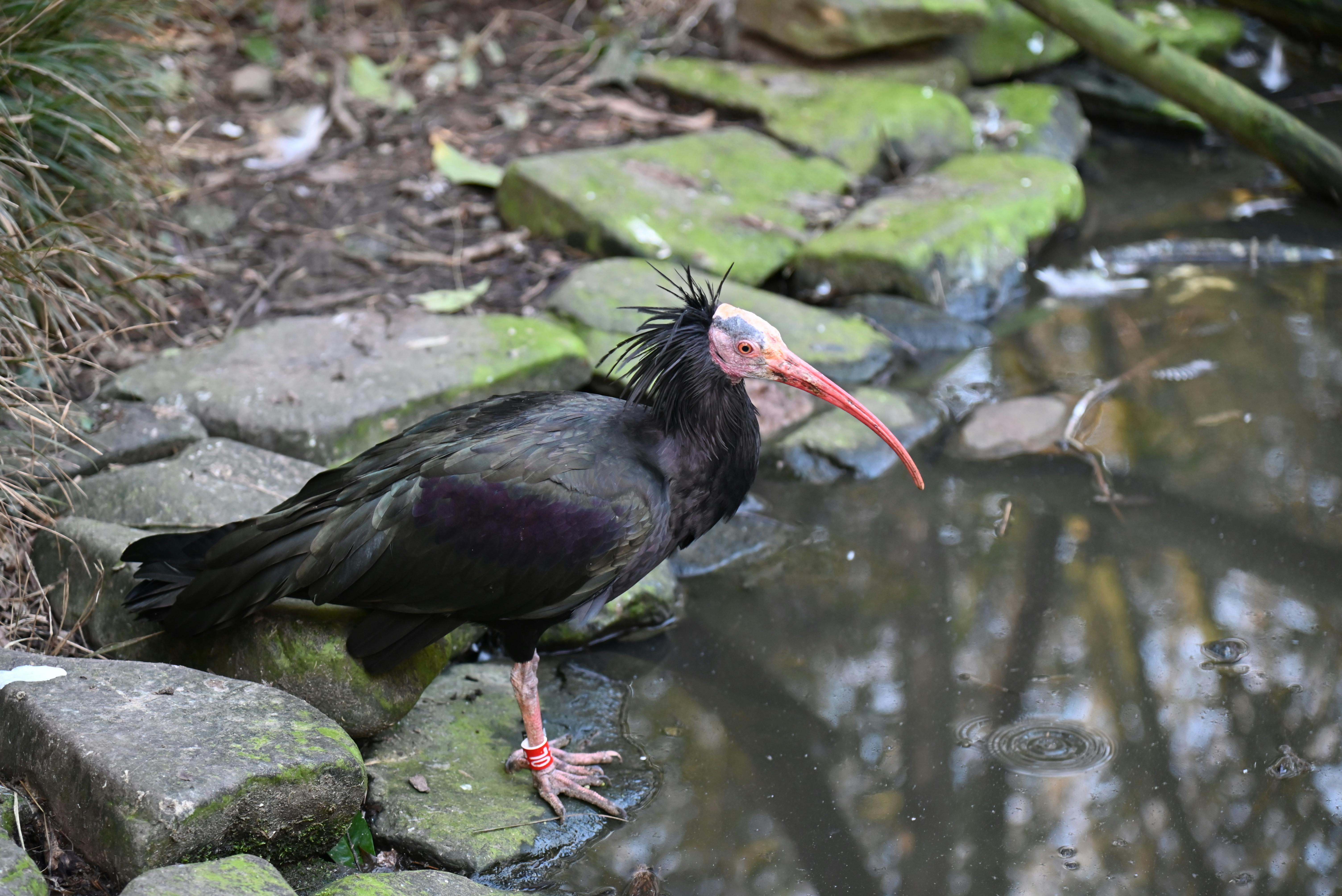 Northern Bald Ibis by the Water's Edge · Free Stock Photo