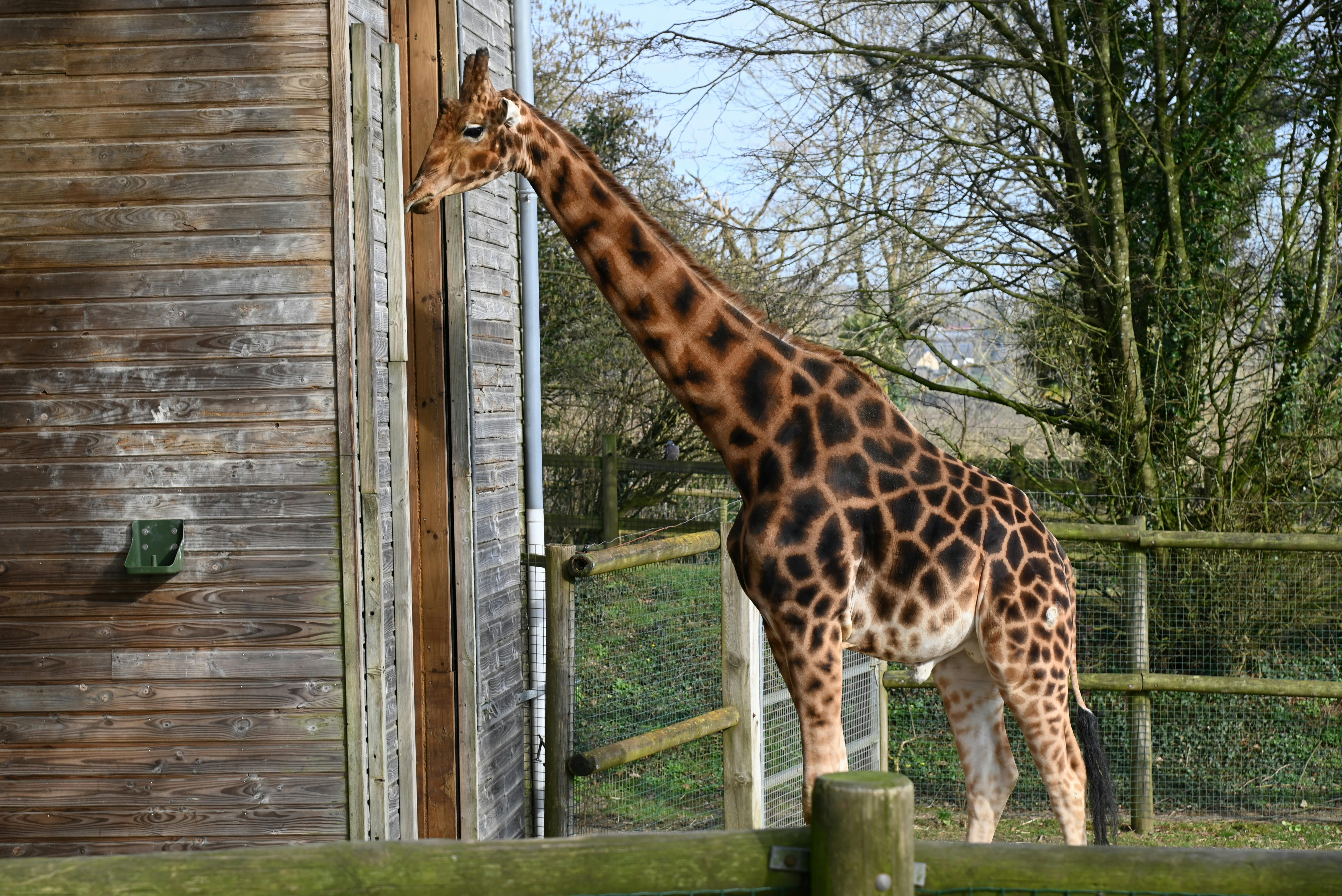 Majestic Giraffe at the Zoo Enclosure · Free Stock Photo
