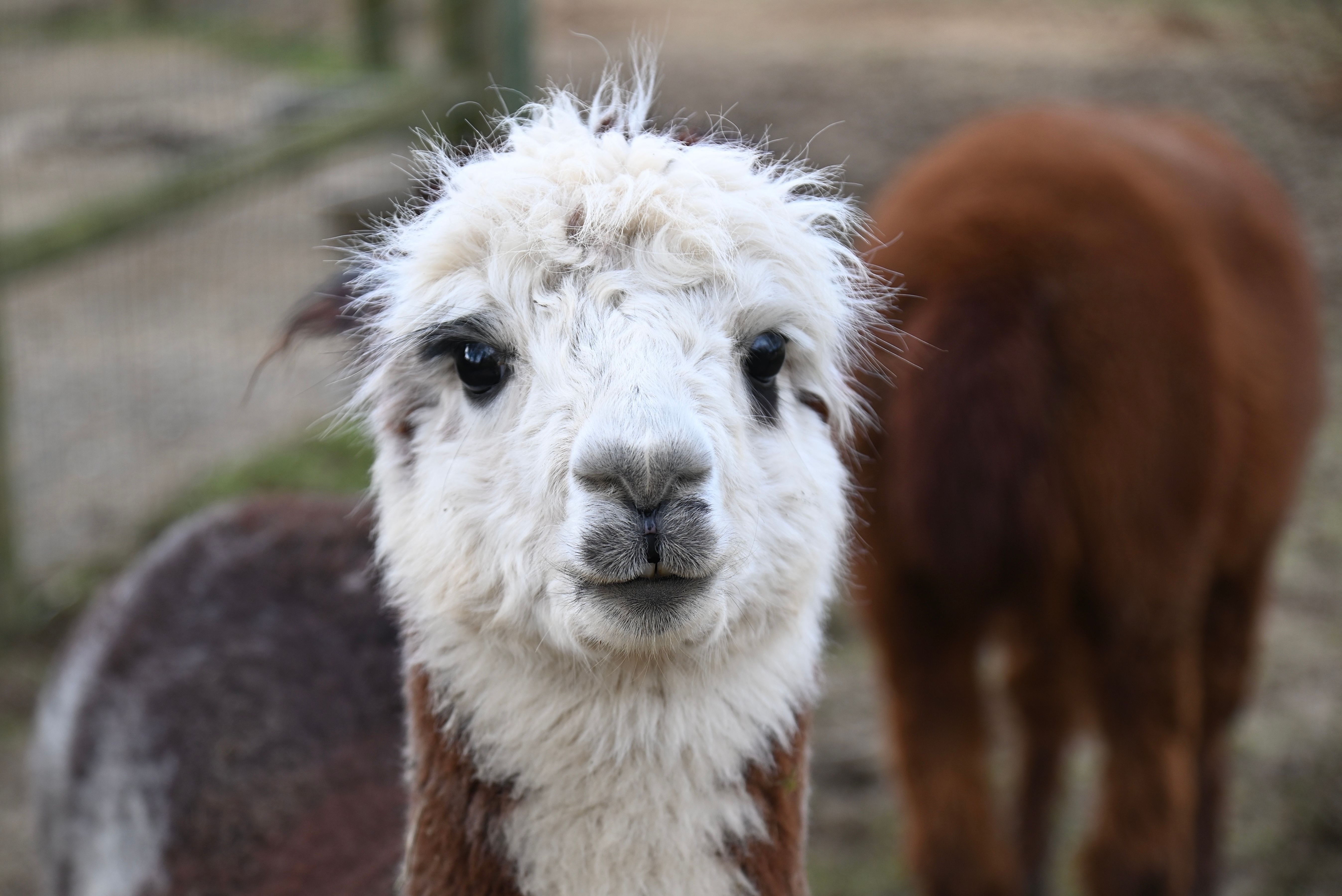 Alpaca Close Up Photos, Download The BEST Free Alpaca Close Up Stock ...