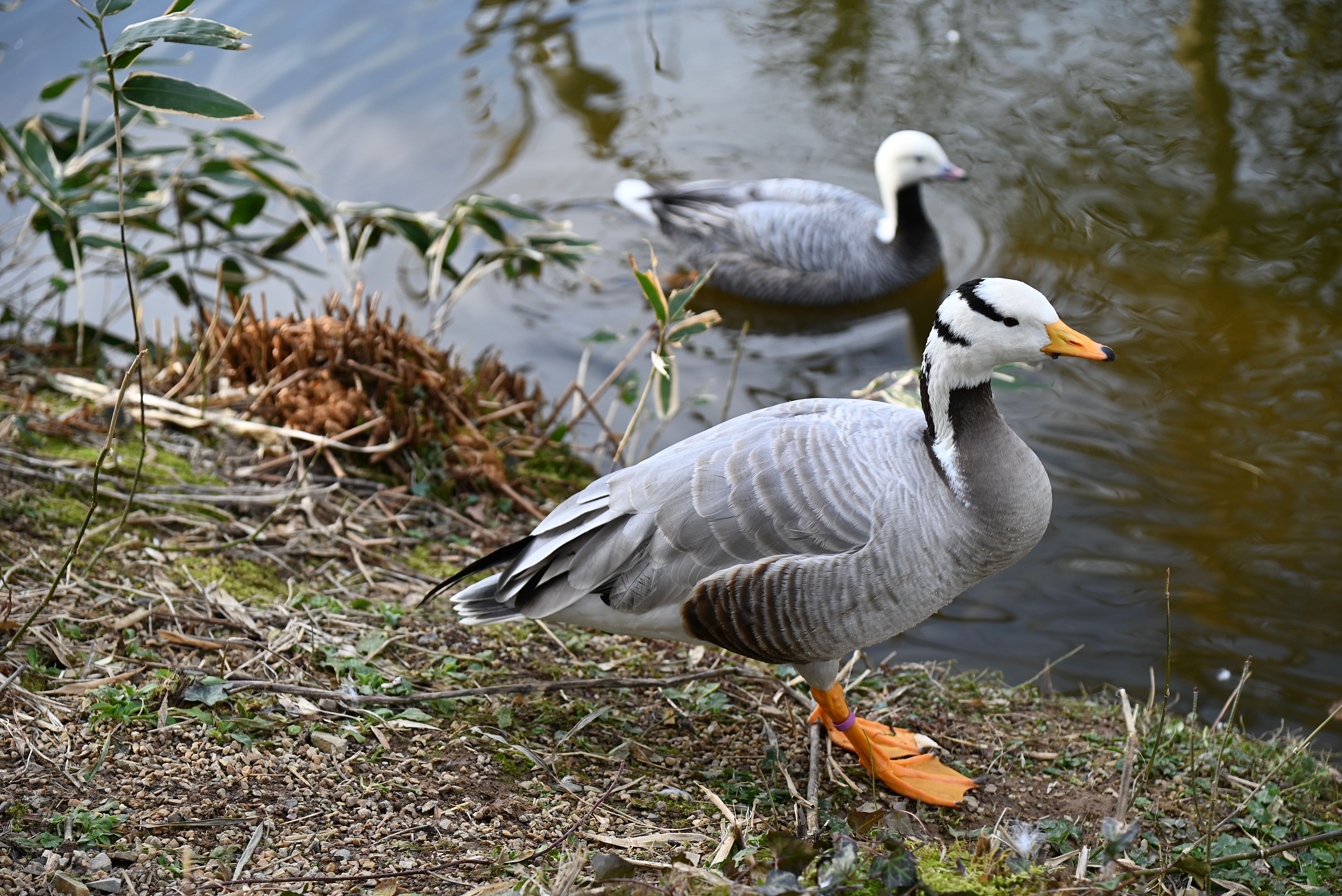 Bar-headed Geese by Tranquil Pond in Nature · Free Stock Photo