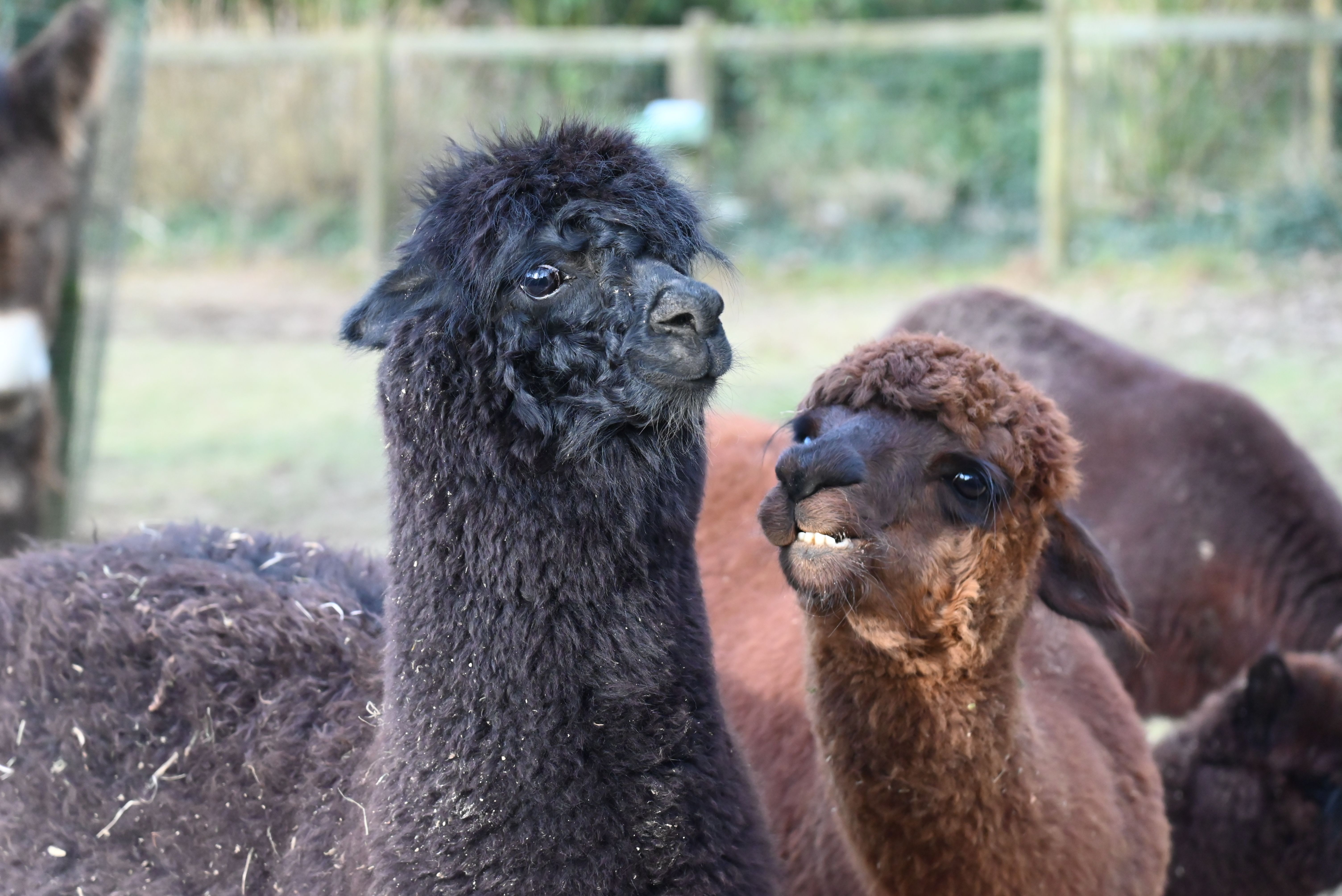 Two Llamas in a Pasture Facing the Camera · Free Stock Photo