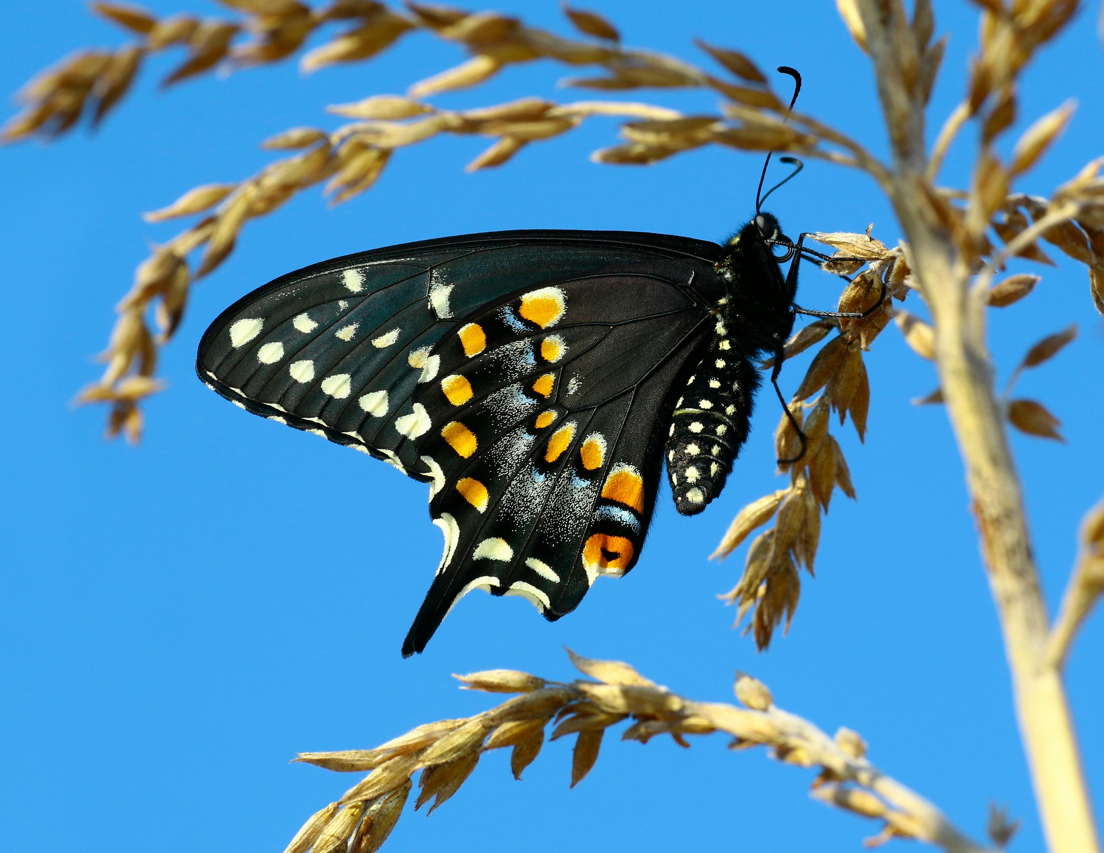 Flutter Seu Photos, Download The BEST Free Flutter Seu Stock Photos ...