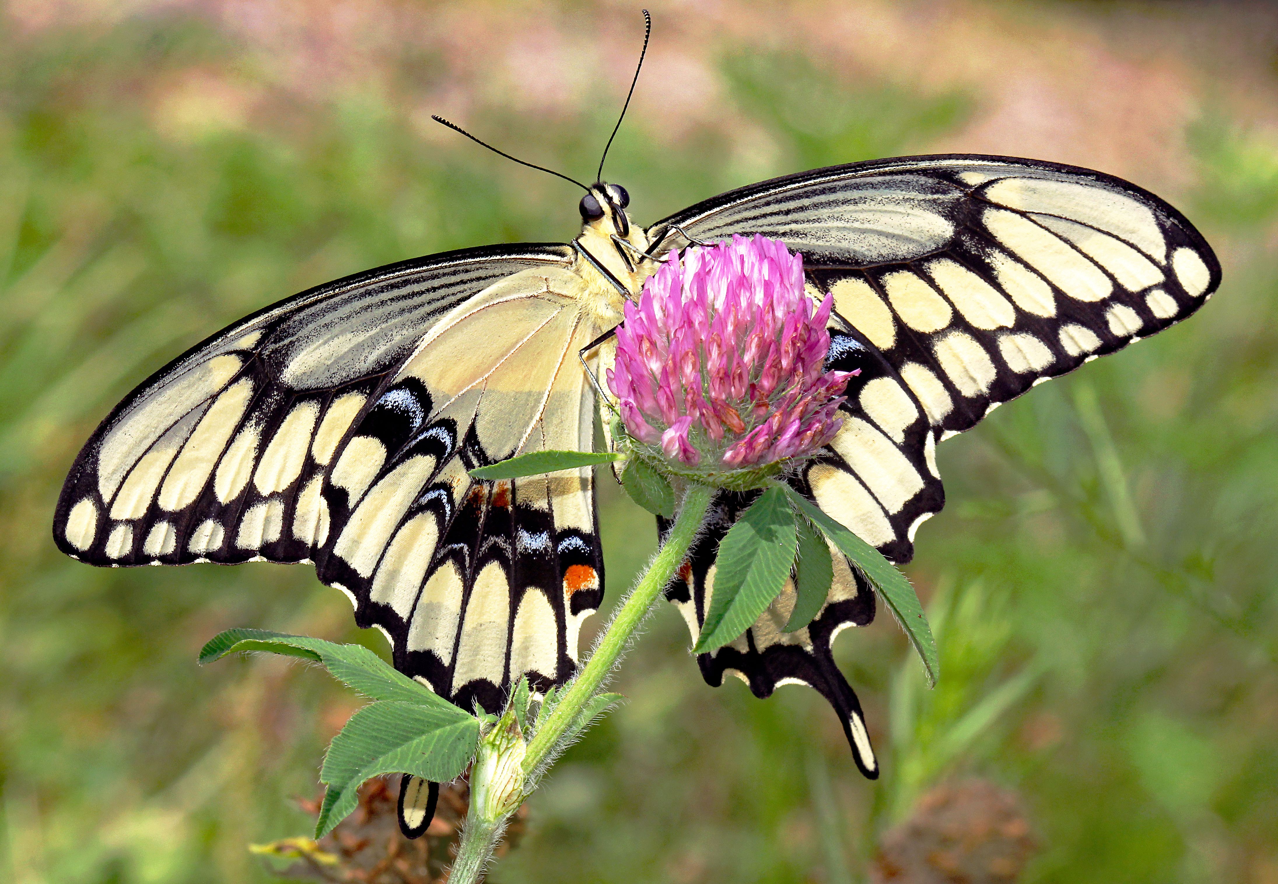 Giant Butterfly Photos, Download The BEST Free Giant Butterfly Stock ...
