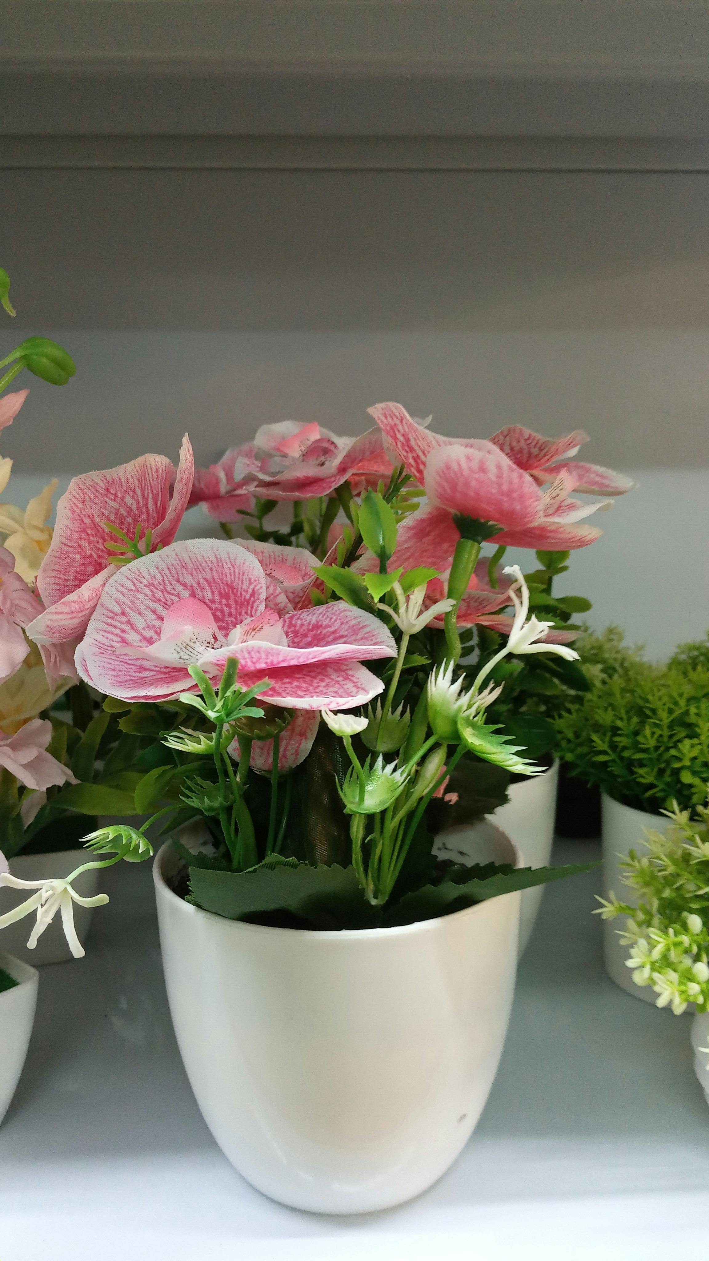 Potted Anemones Photos, Download The BEST Free Potted Anemones Stock ...