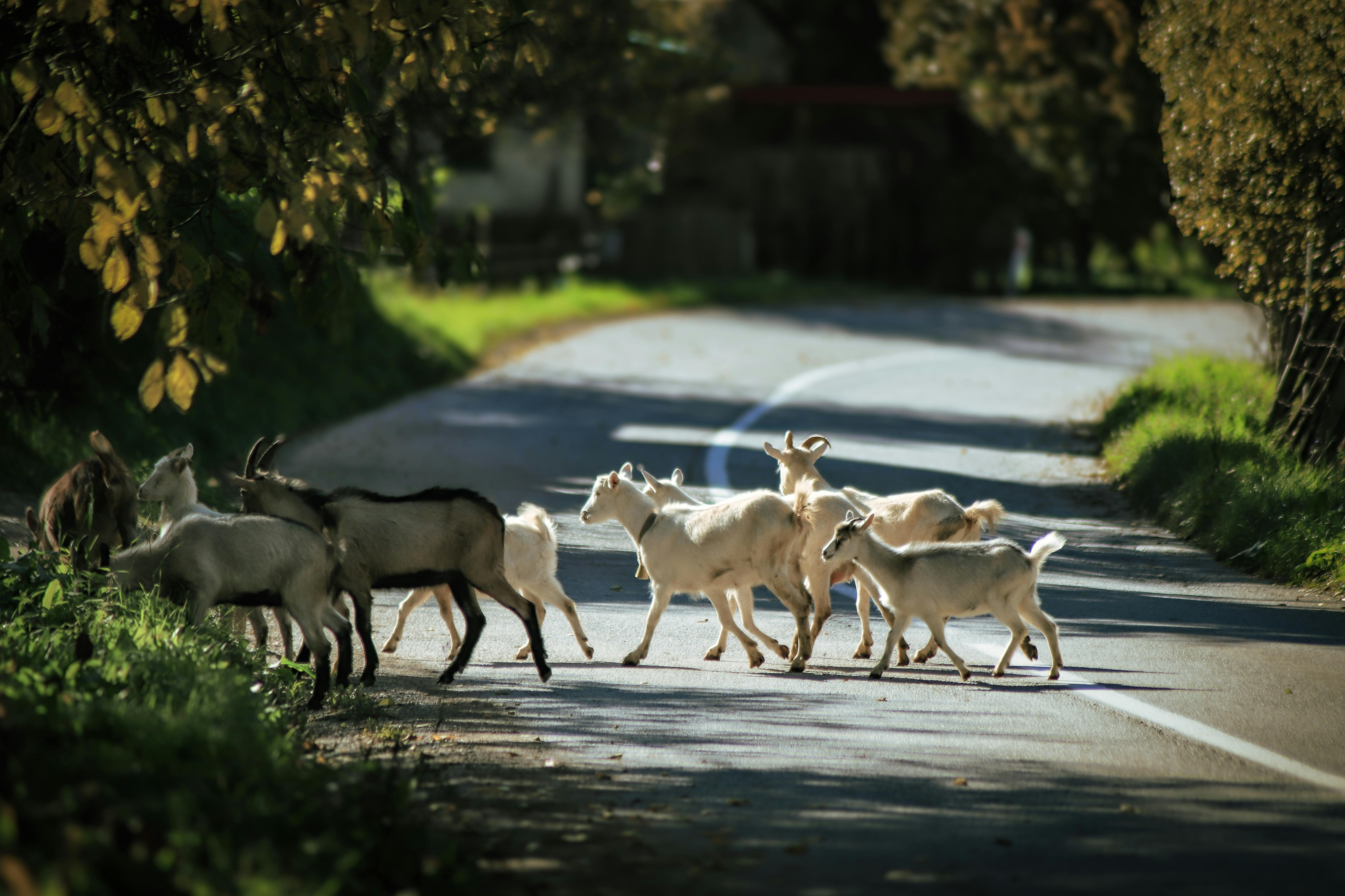 Goats Crossing Road in Čajniče, Bosnia · Free Stock Photo