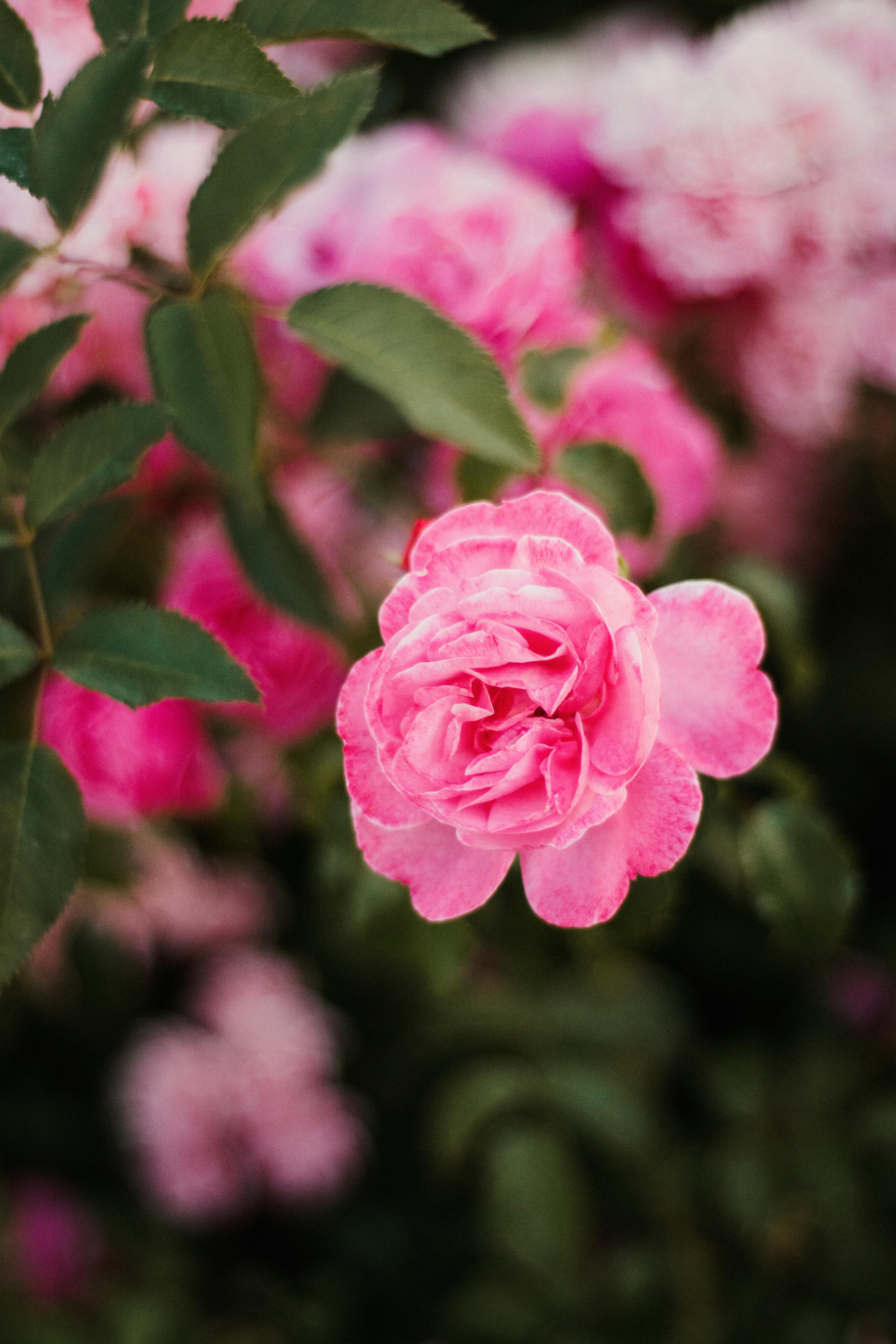 Vibrant Pink Roses in Bloom Close-up · Free Stock Photo