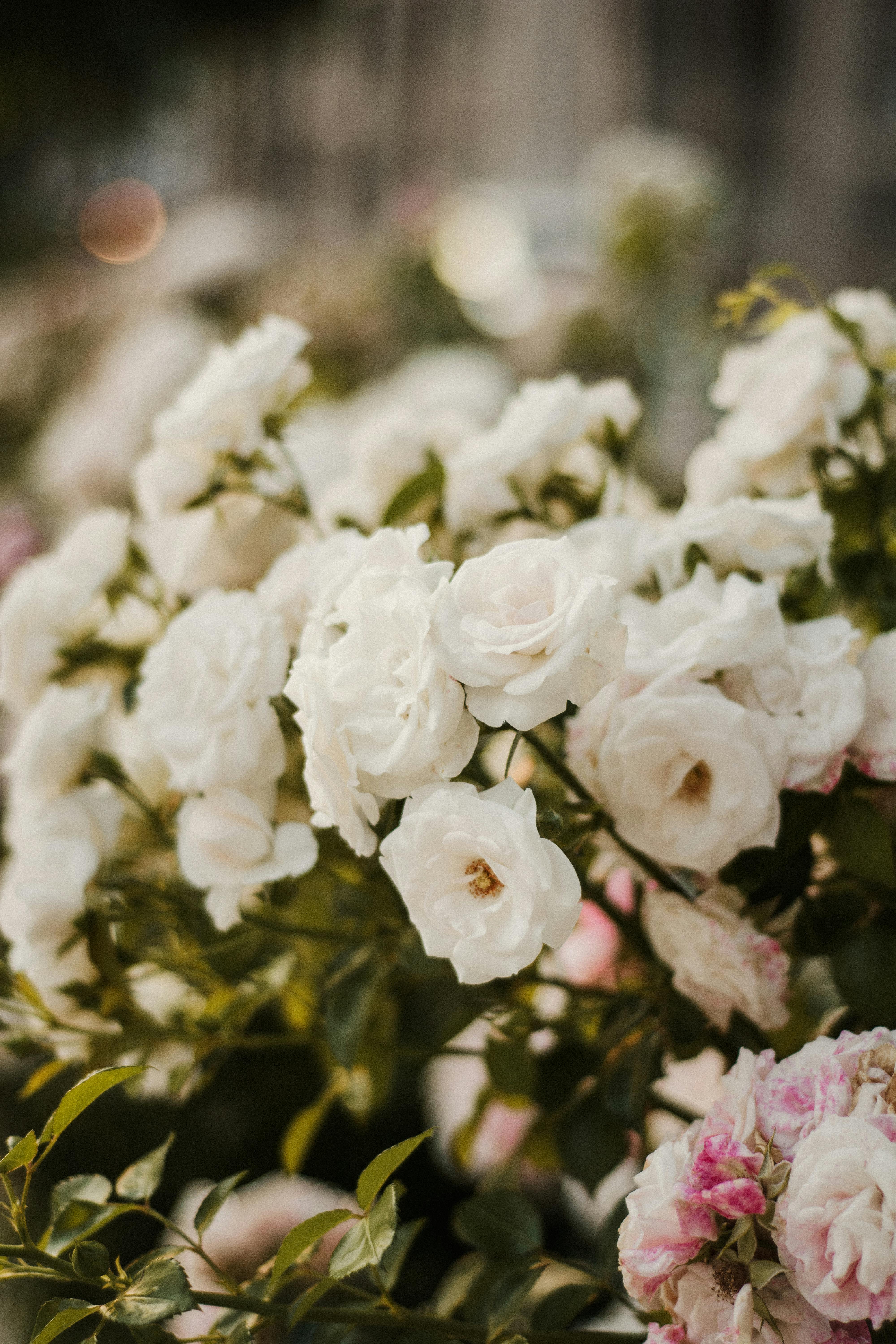 Delicate White Roses in Bloom Outdoors · Free Stock Photo