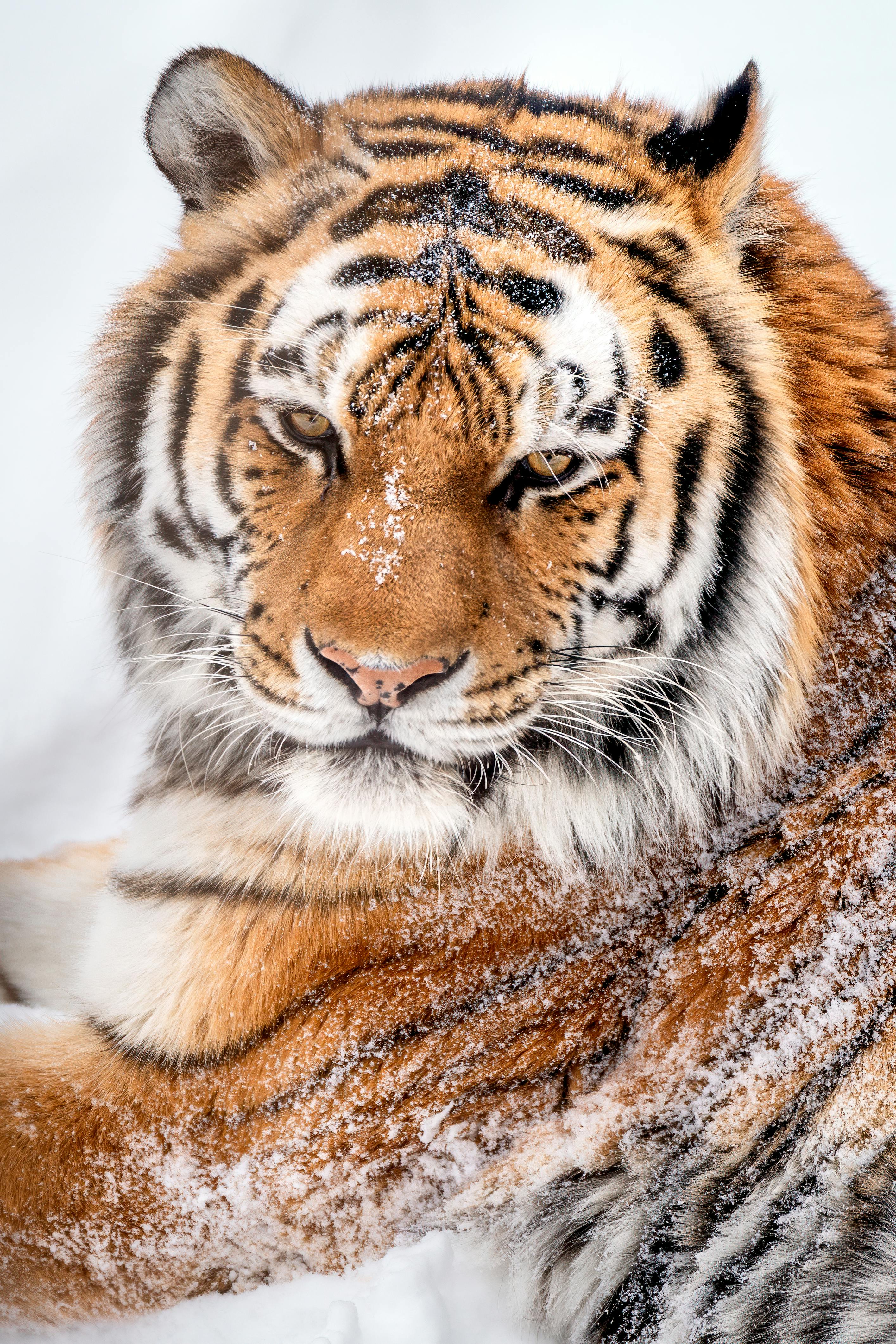 30 000+ Catモーター banque d’images et photos libres de droit ...