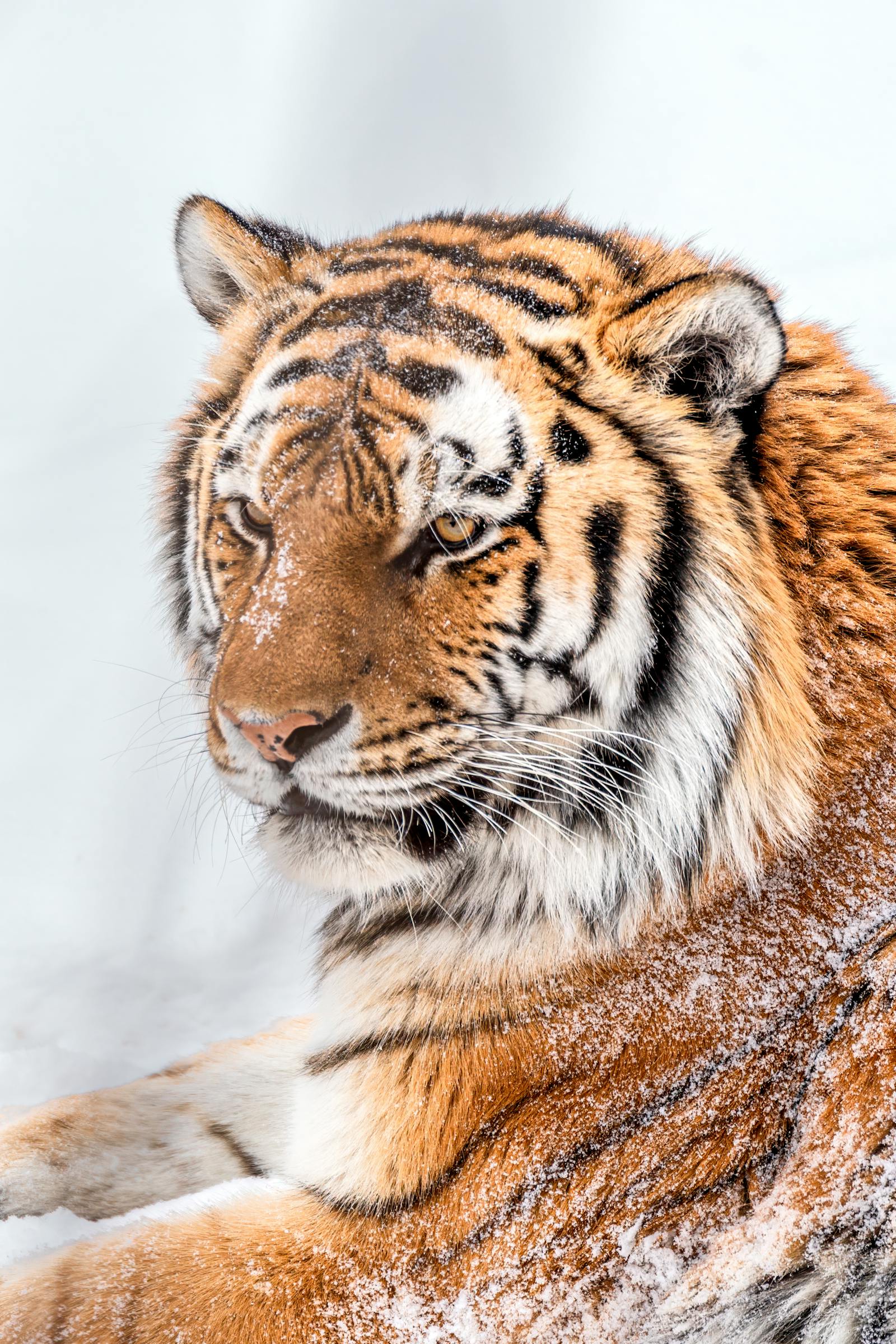 Tiger Face Photos, Download The BEST Free Tiger Face Stock Photos & HD ...
