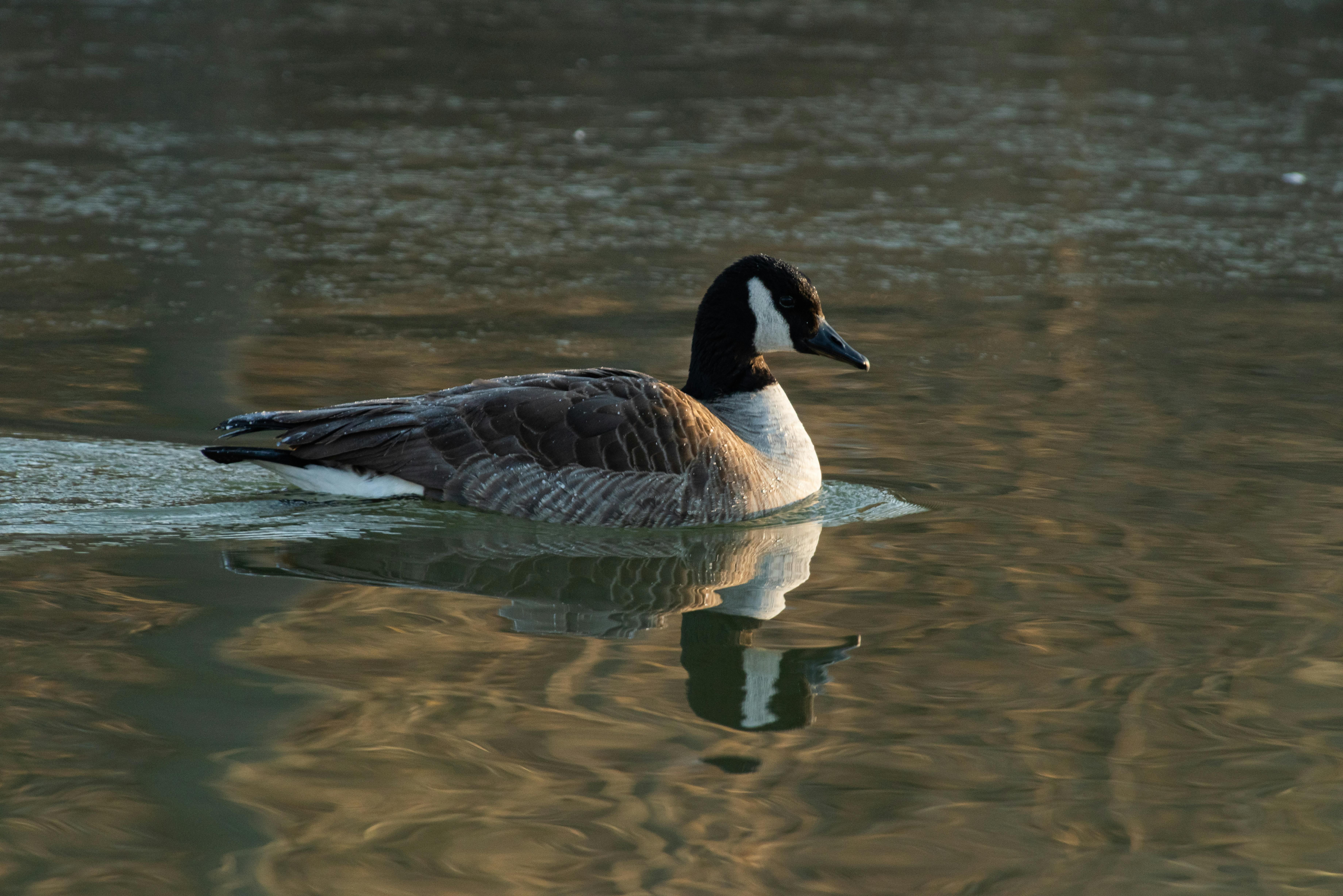 Gelukkige Geese Photos, Download The BEST Free Gelukkige Geese Stock ...