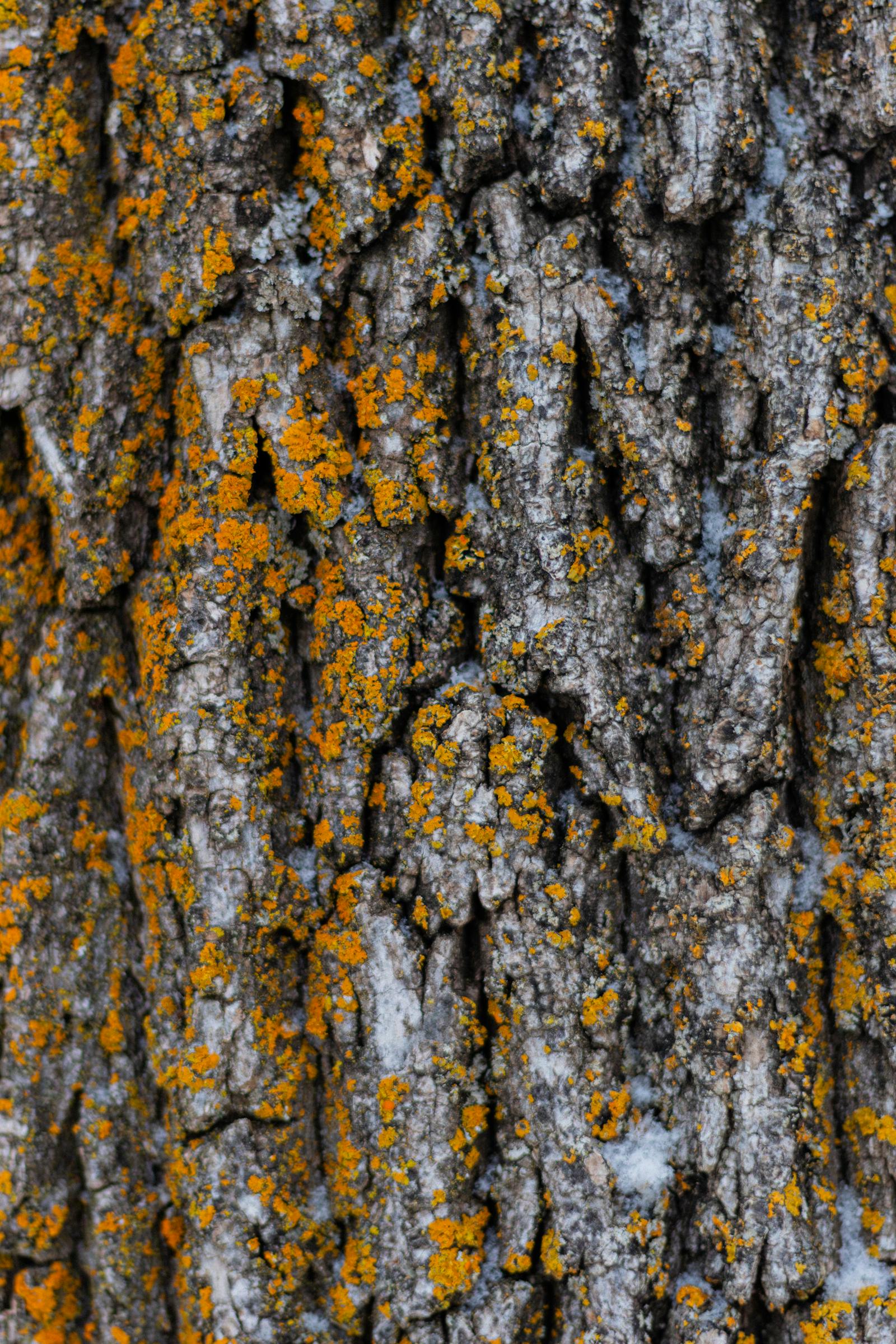 Tree Texture Photos, Download The BEST Free Tree Texture Stock Photos ...