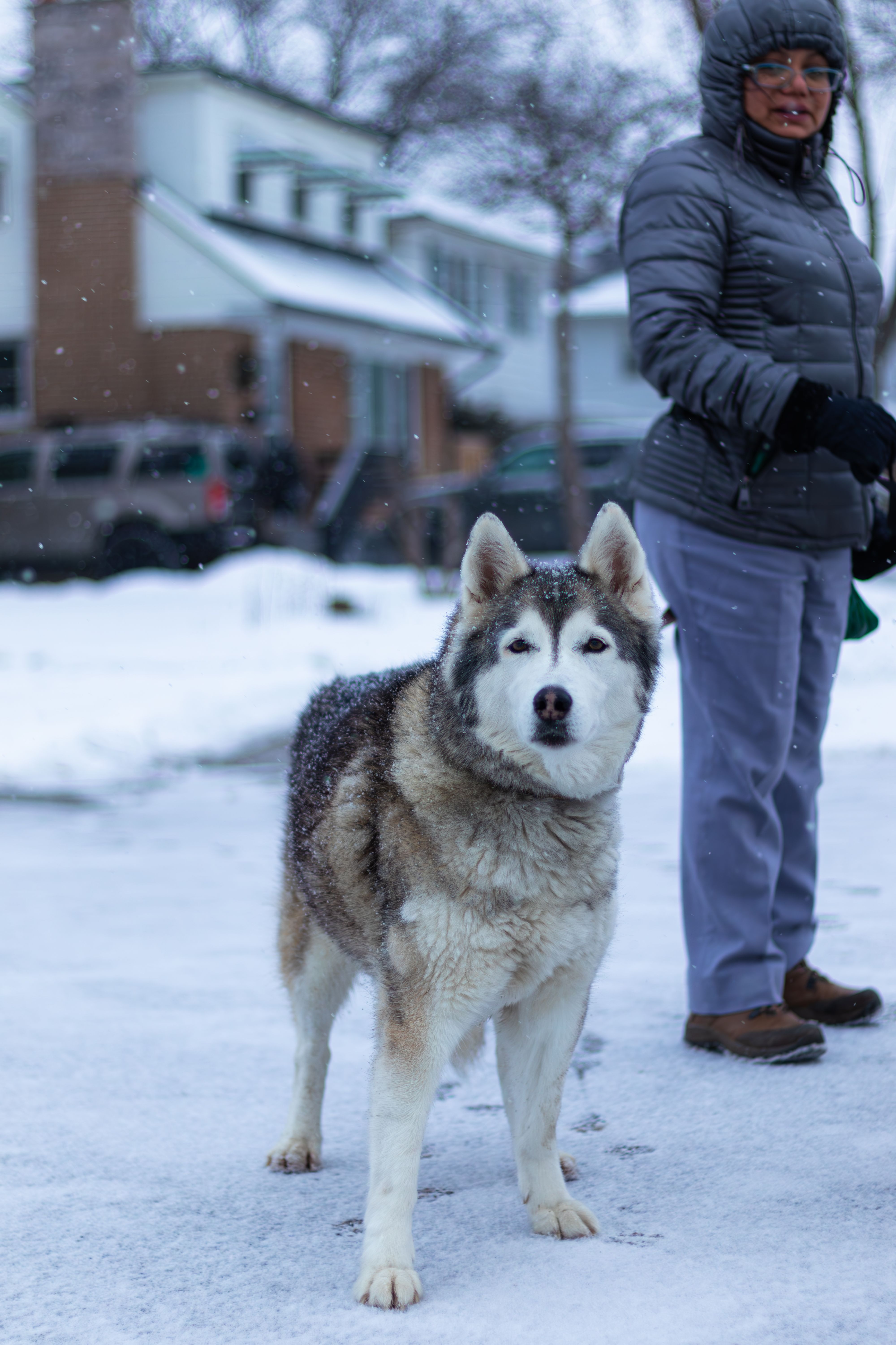 Siberian Husky in Snowy Toronto Winter Scene · Free Stock Photo