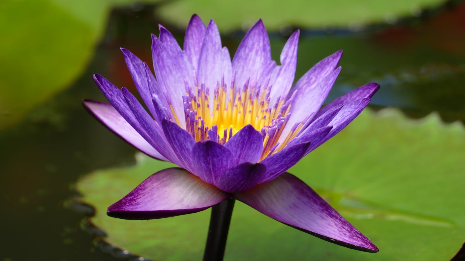 Purple Nature Photos, Download The BEST Free Purple Nature Stock Photos ...