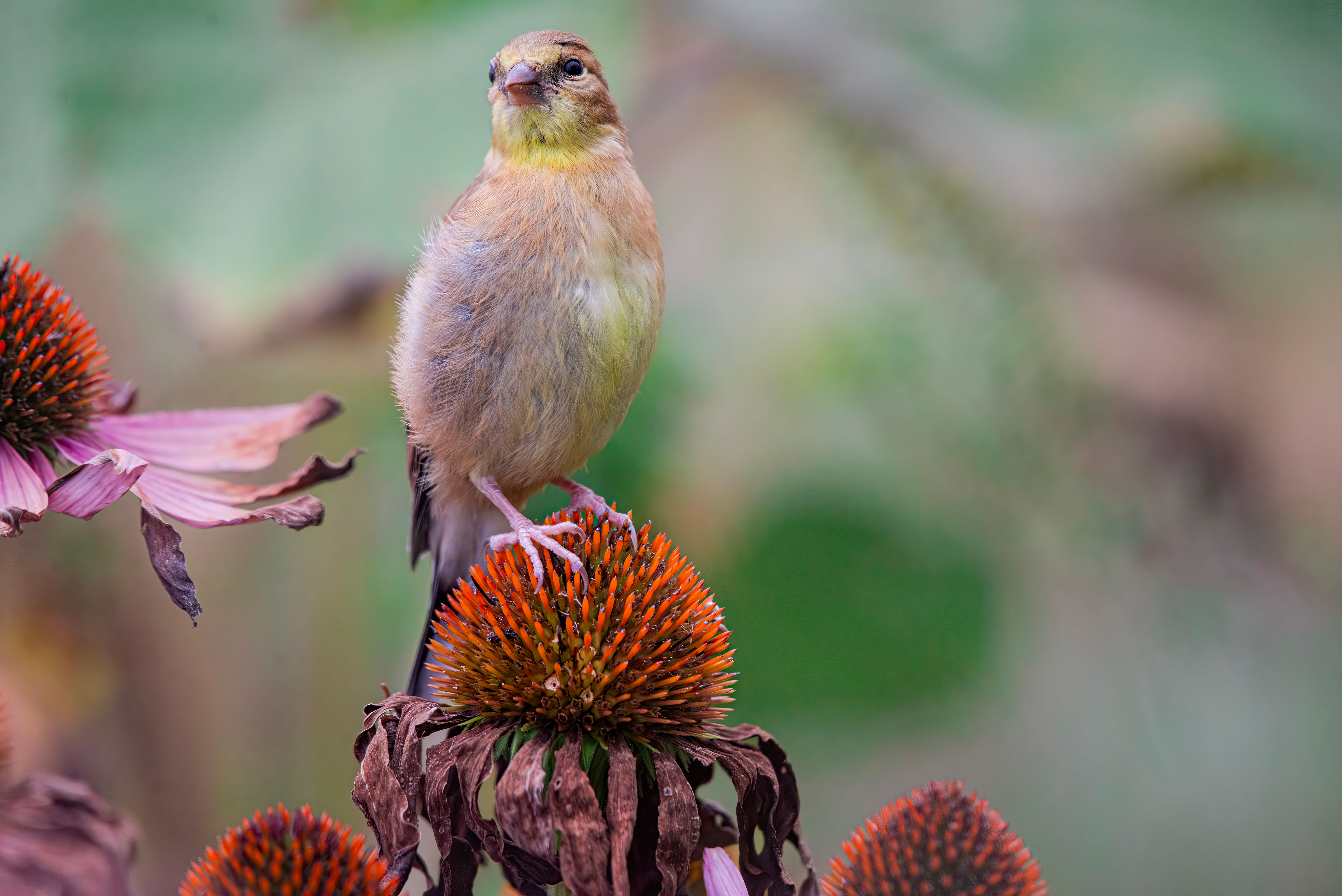 Yellow Finch Perched on Vibrant Echinacea Flowers · Free Stock Photo