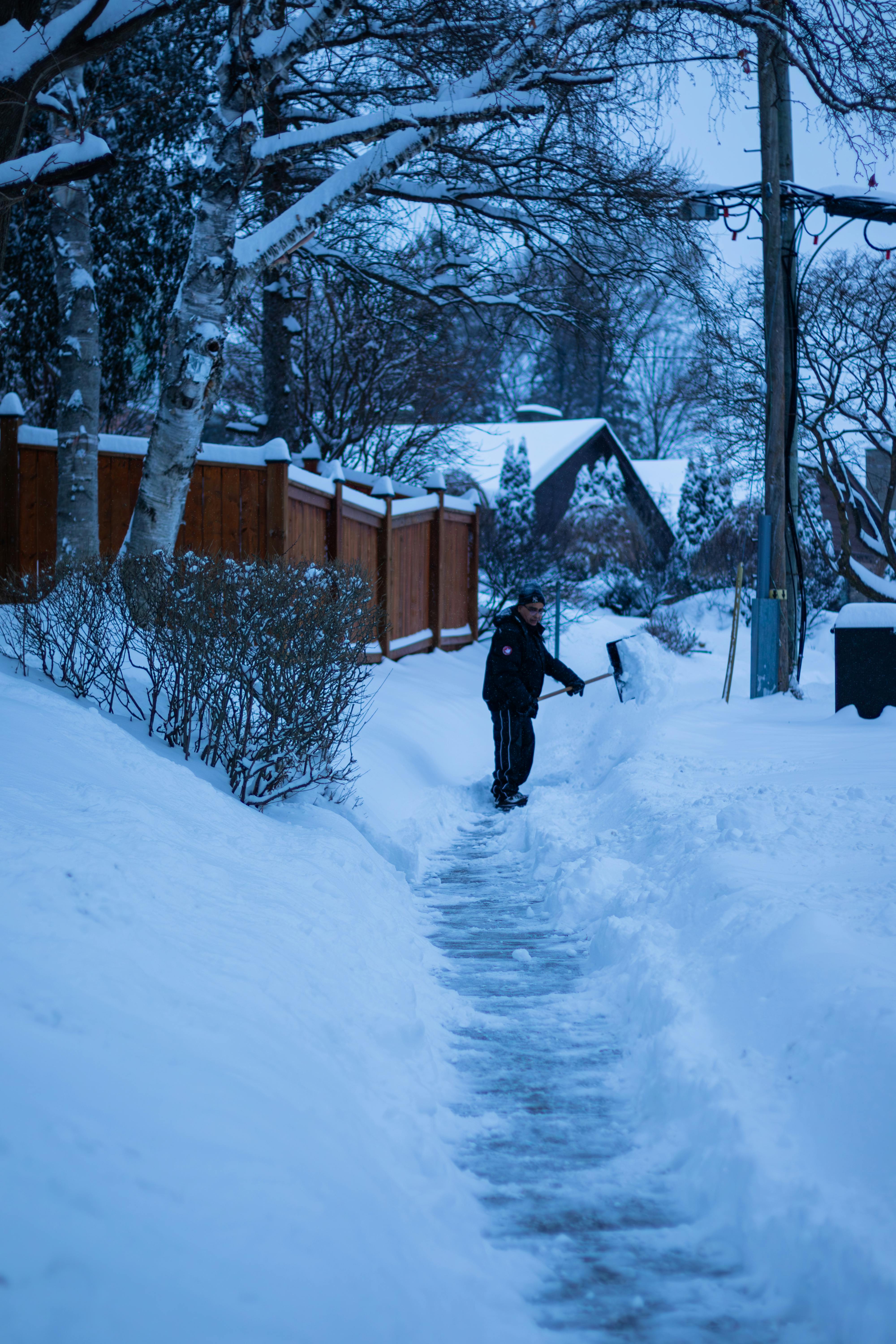 Nechrl Birch Pothos Photos, Download The BEST Free Nechrl Birch Pothos ...